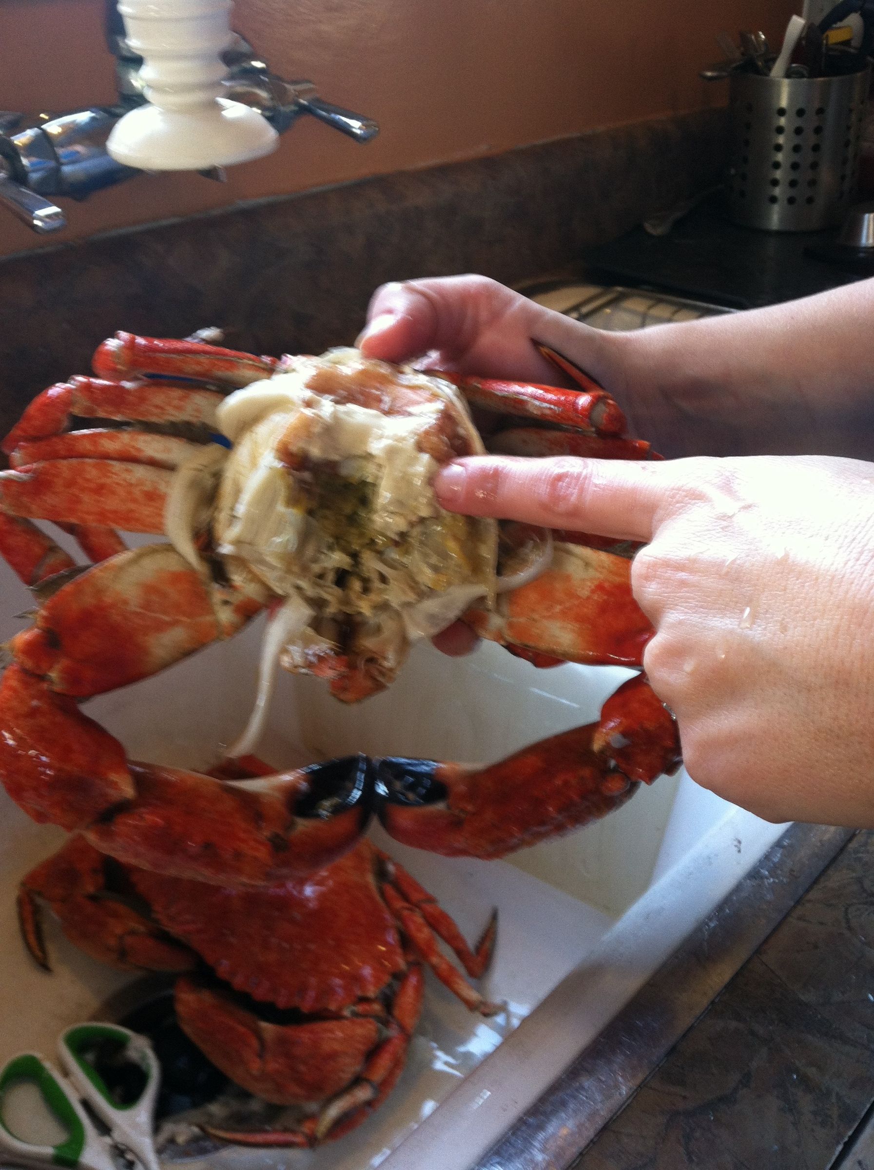 How to Cook and Clean a Crab : 7 Steps - Instructables