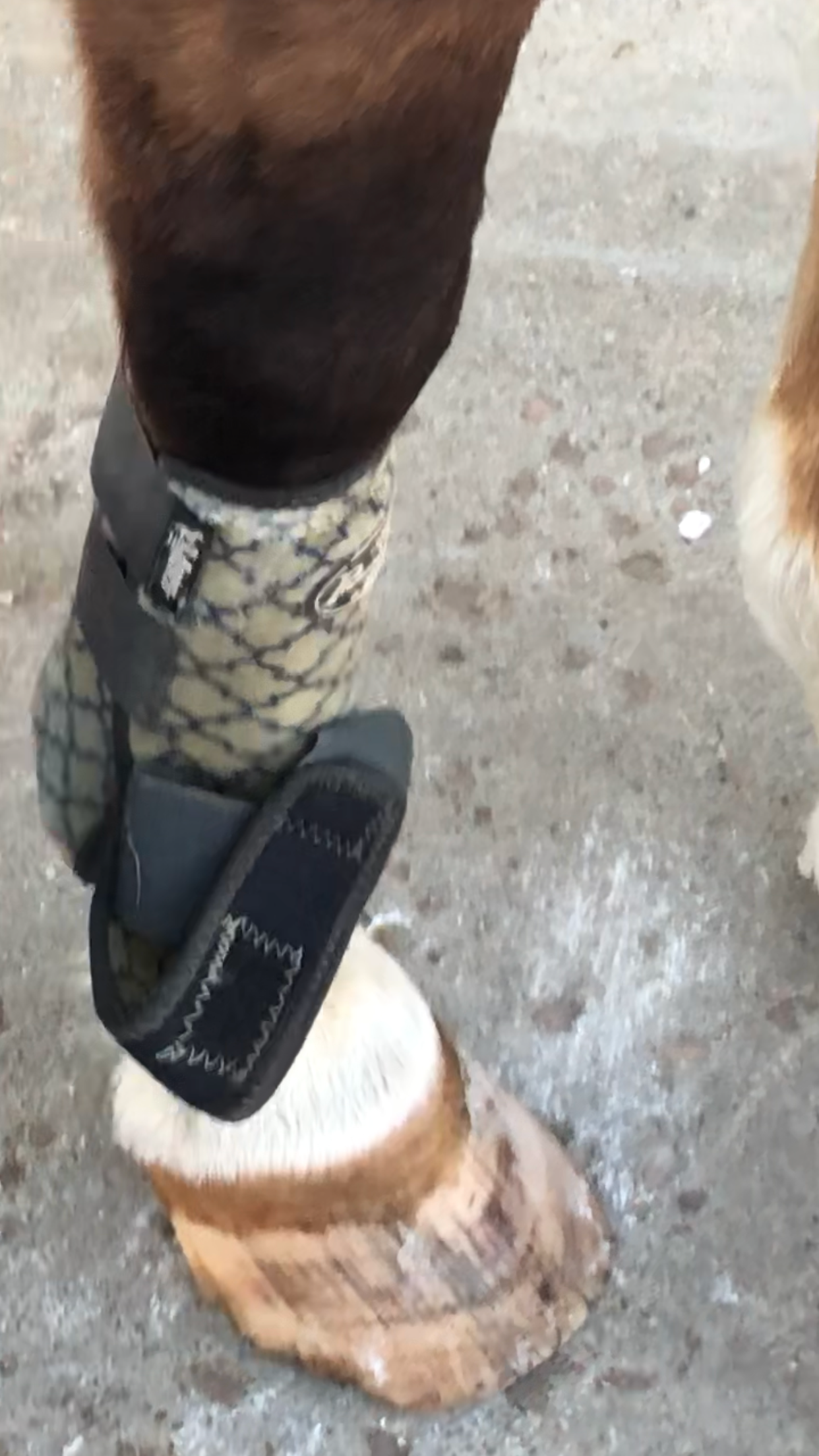 How to Properly Put a Boot on a Horse : 8 Steps - Instructables