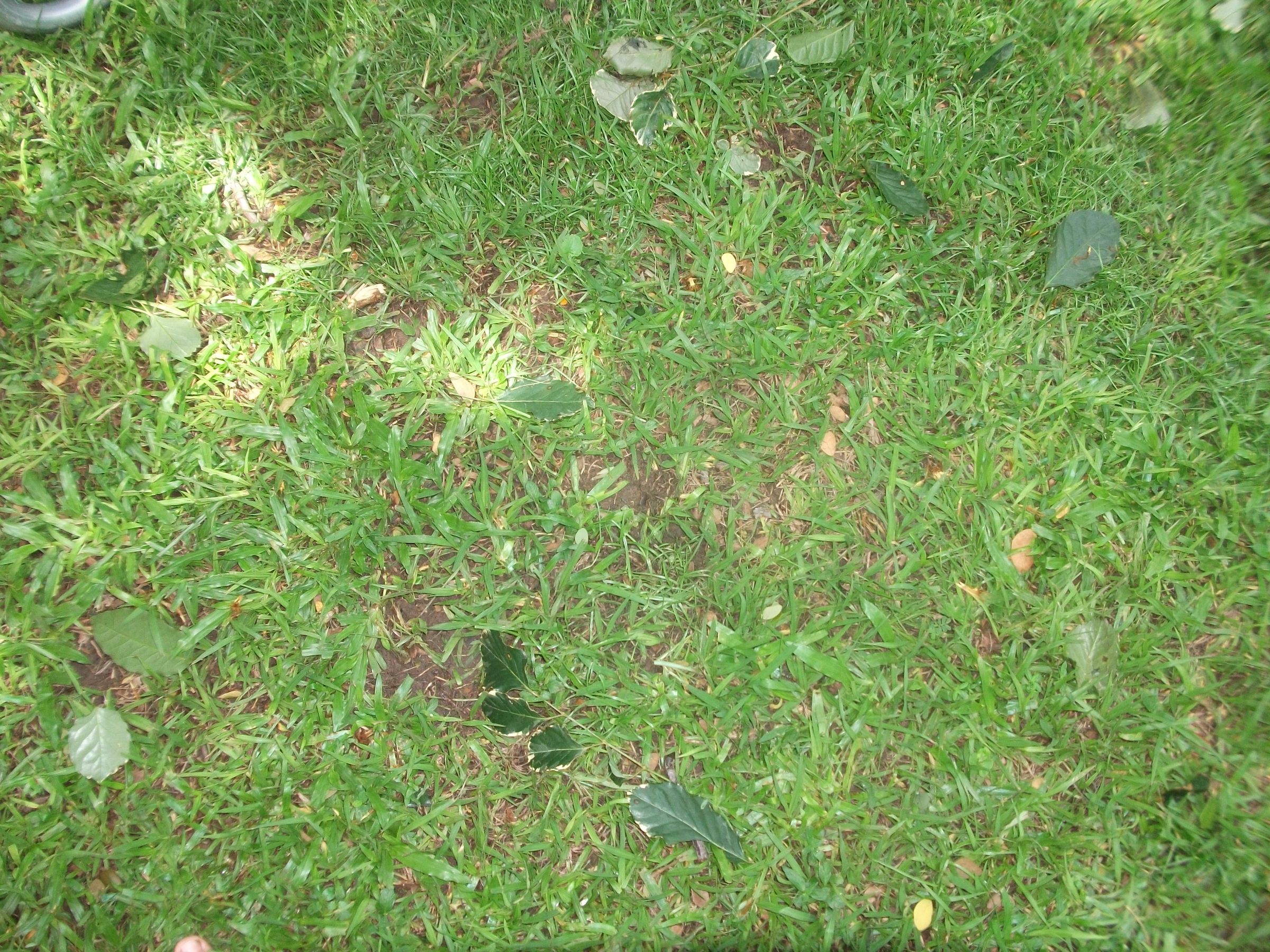 How to Efficiently Extract Worms From the Dirt : 7 Steps - Instructables