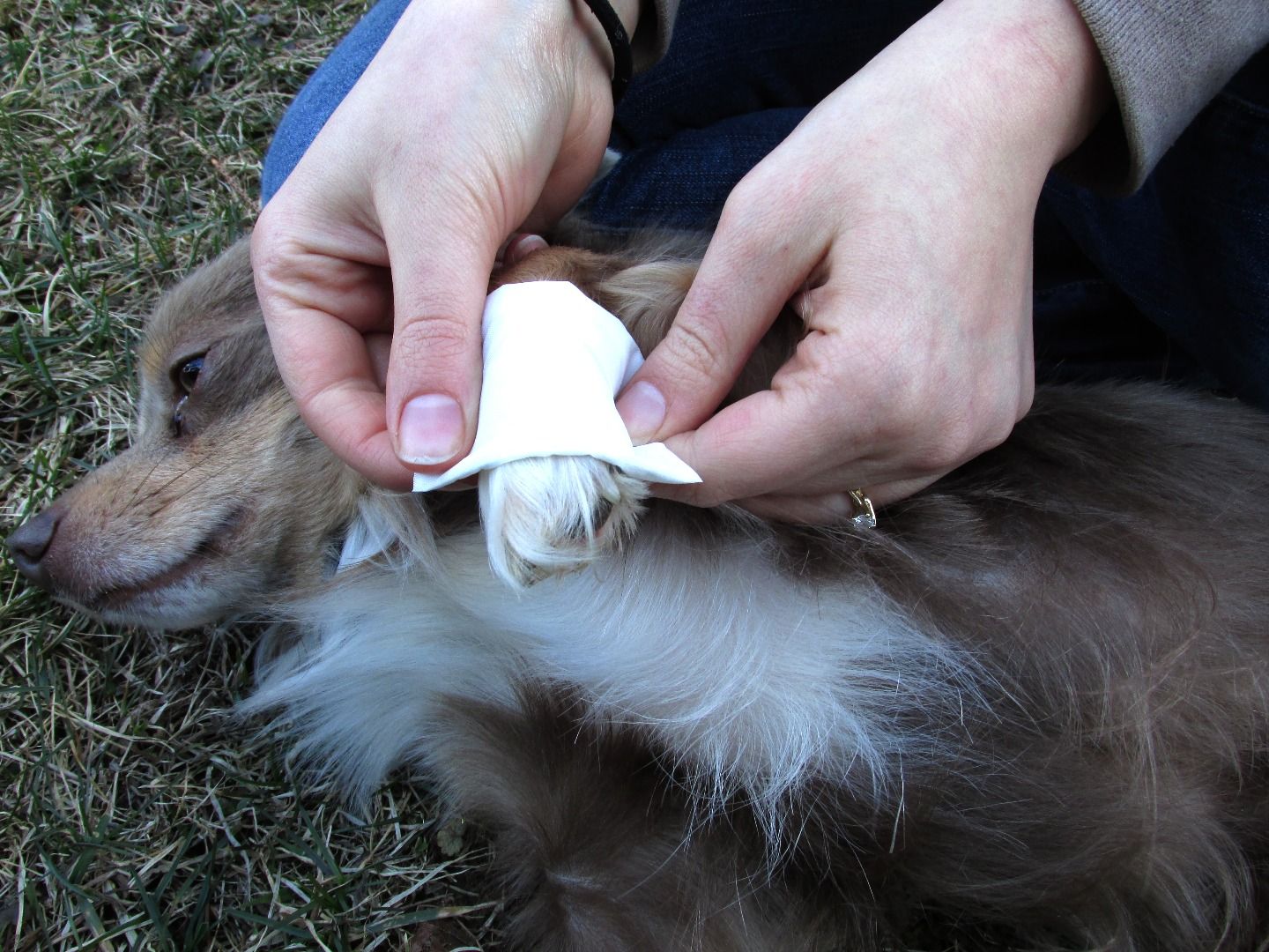 Pet First Aid Kit - Simple, Inexpensive, and Effective : 8 Steps (with ...