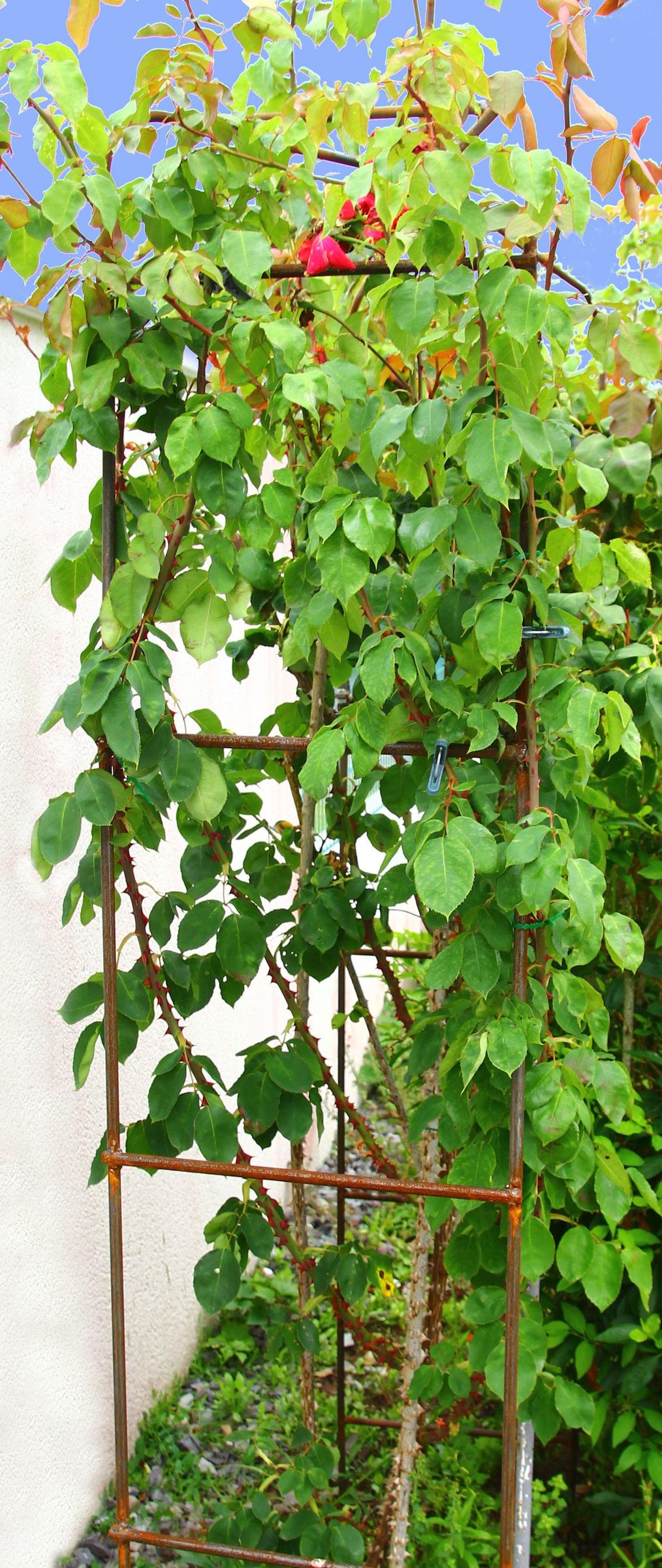 Simple, Elegant Steel Bar Rose Arch : 7 Steps (with Pictures ...