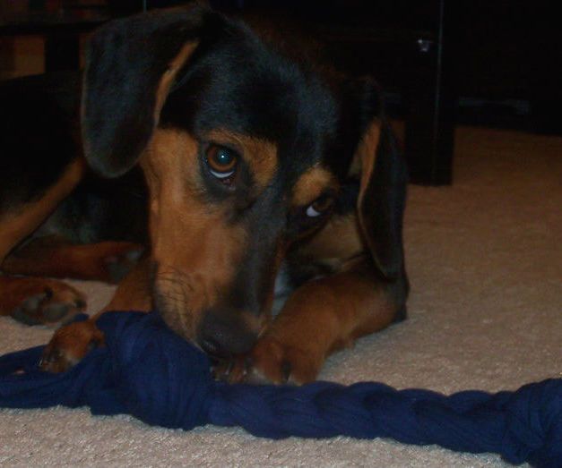 Homemade Dog Toy : 6 Steps (with Pictures) - Instructables