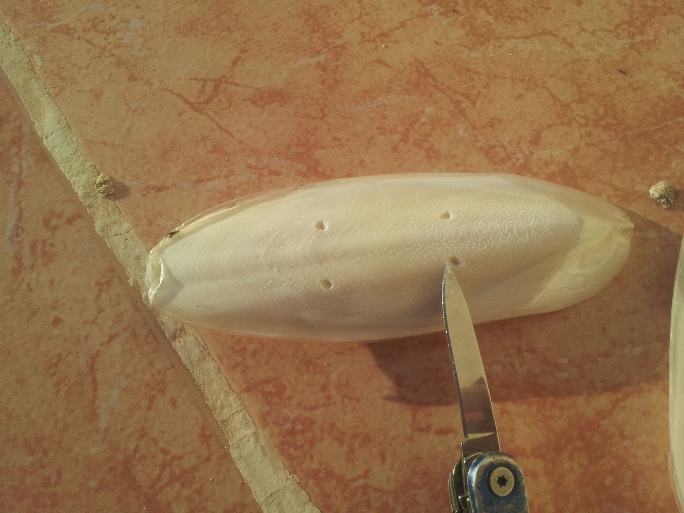 Zip Tie Cuttlebone Holder for Birds : 6 Steps - Instructables