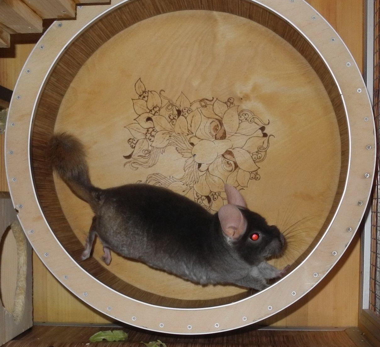 Chinchilla Exercise Wheel : 4 Steps (with Pictures) - Instructables