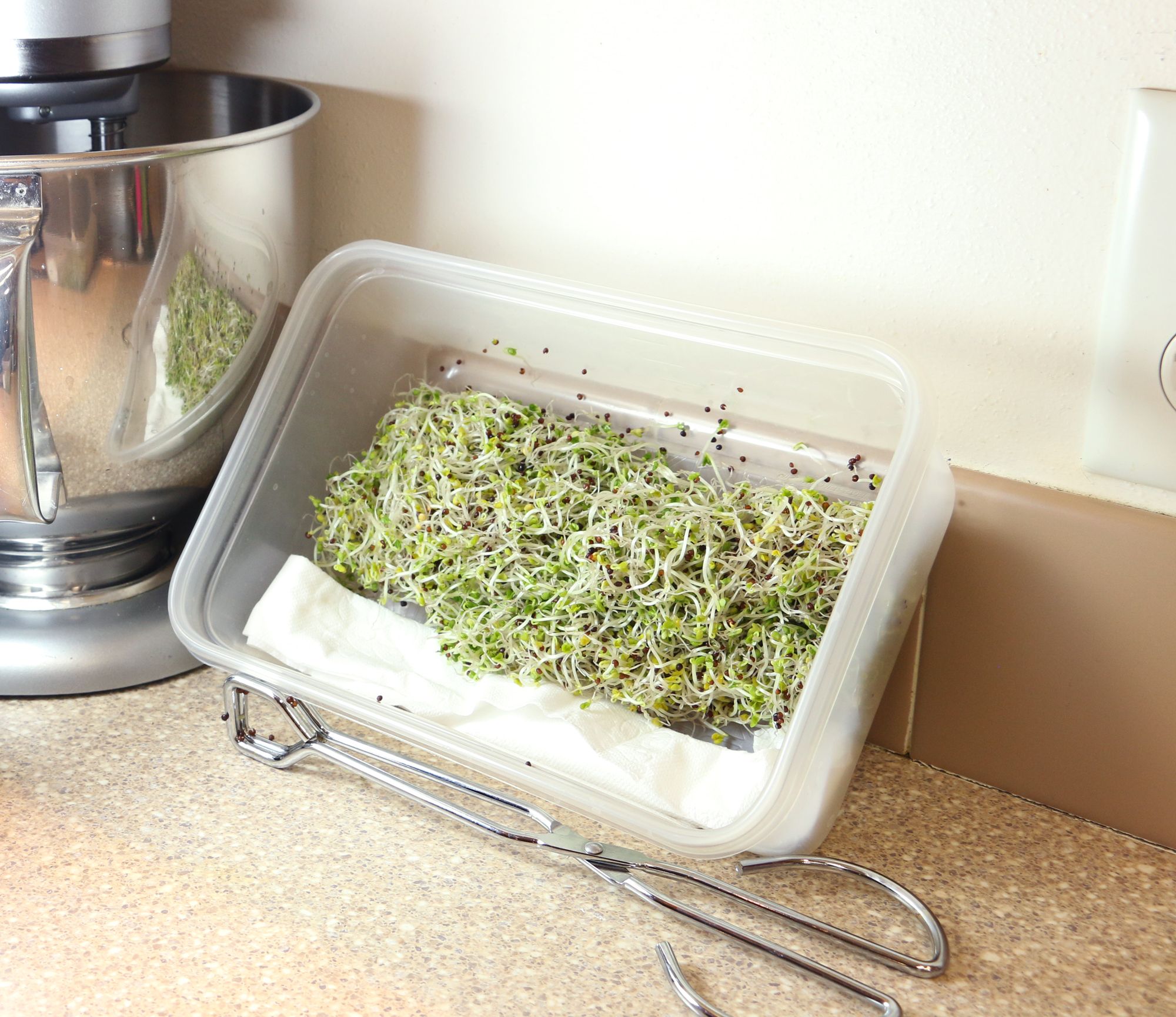 How to Grow Broccoli Sprouts in a Jar : 6 Steps (with Pictures ...