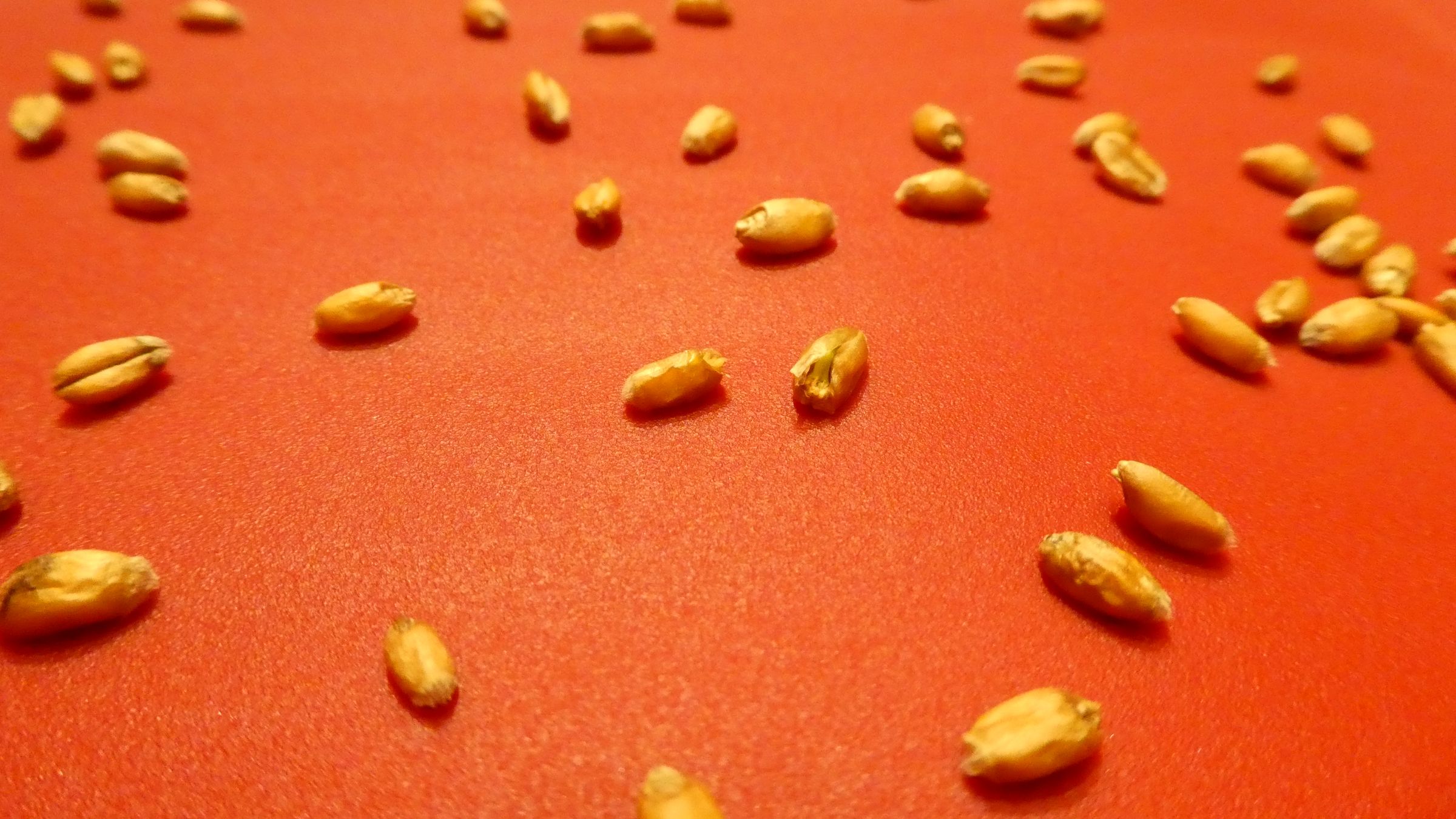 Pure Rye Bread : 31 Steps (with Pictures) - Instructables