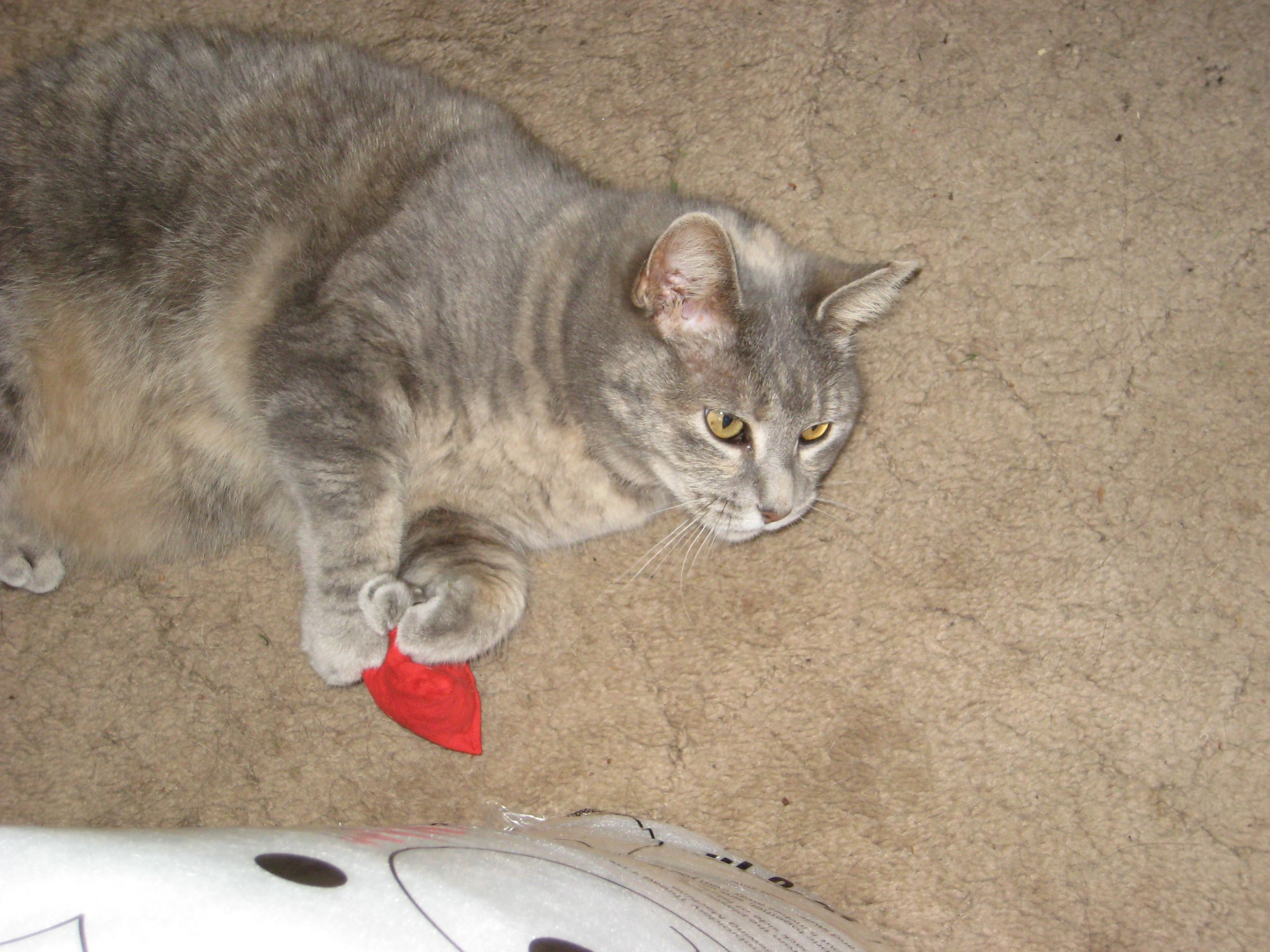 Pyramid Catnip Cat Toy - for Home or Shelter Use : 15 Steps - Instructables