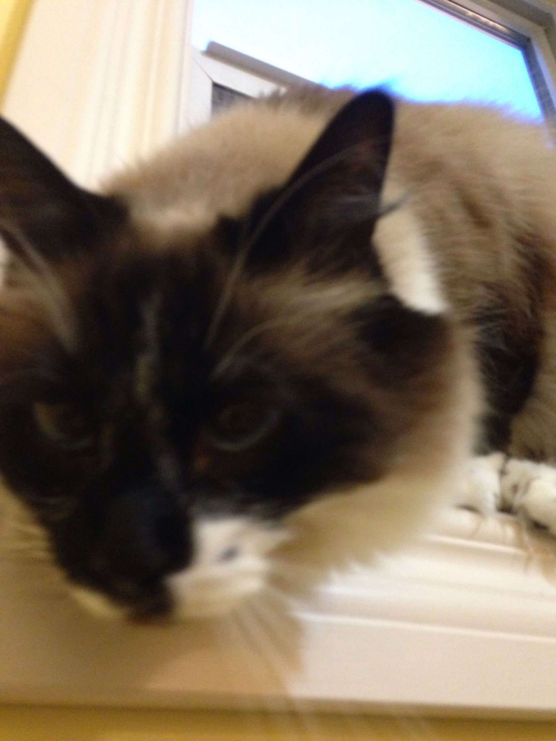 Purr-fect Cat Popsicles : 3 Steps - Instructables