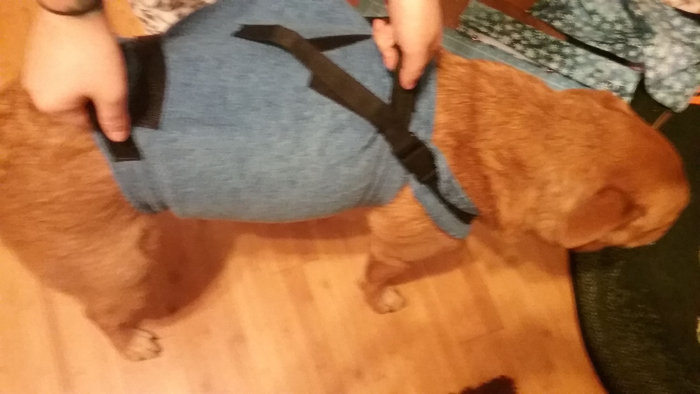 DIY Dog Mobility Harness for Under $15 : 7 Steps (with Pictures ...