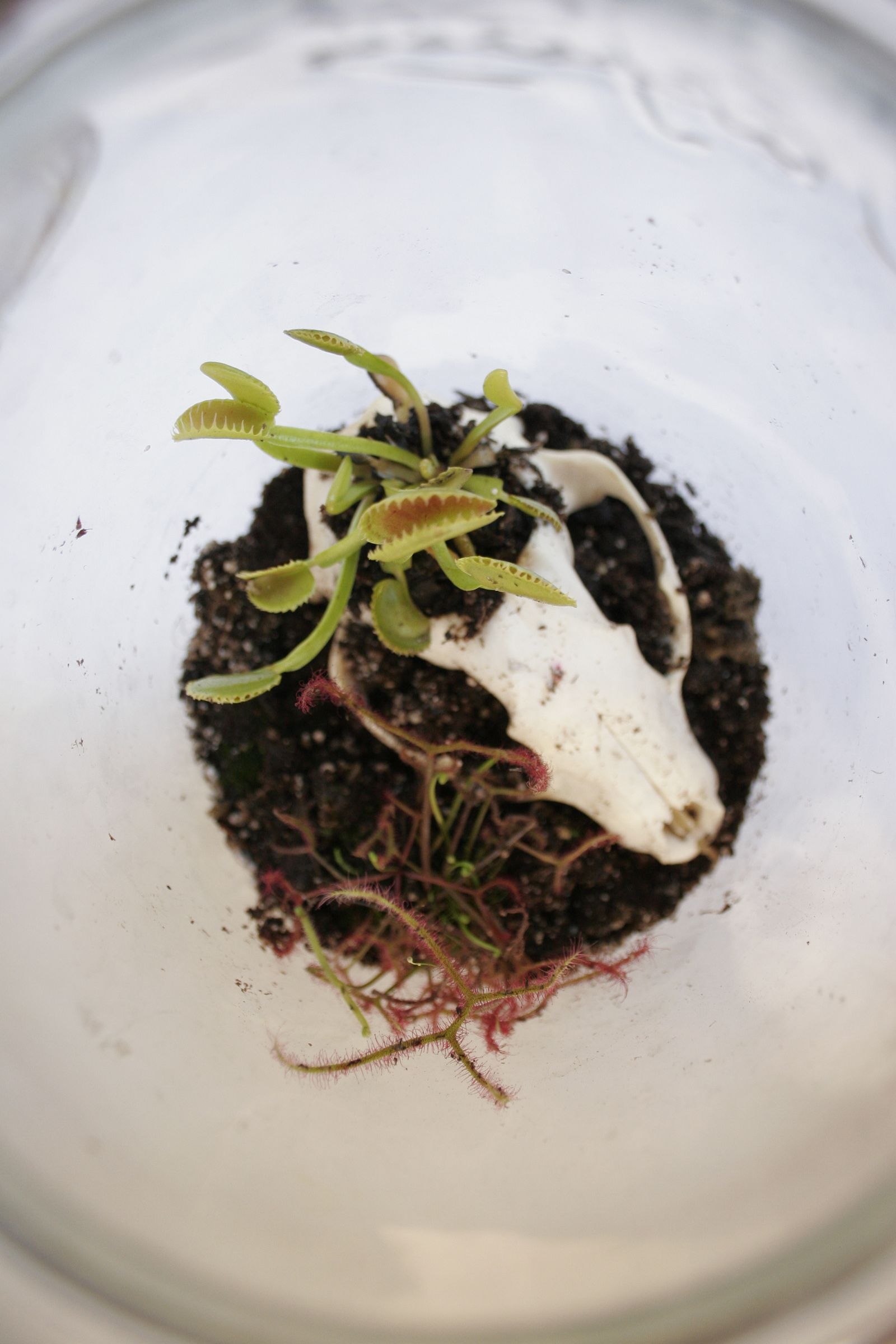 Carnivorous Plant Terrarium : 7 Steps (with Pictures) - Instructables