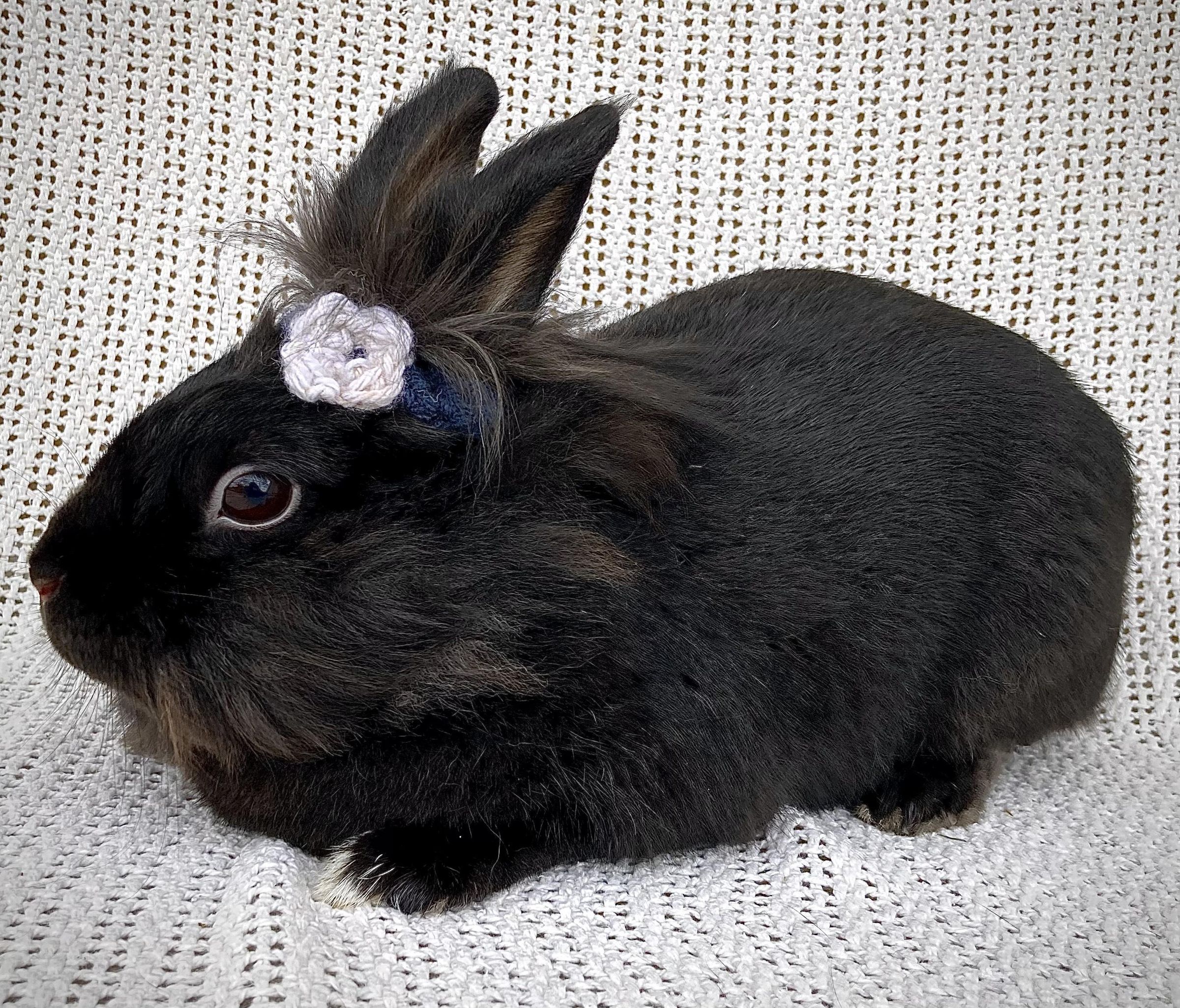 A Basic Guide to Bunny Hats : 5 Steps (with Pictures) - Instructables