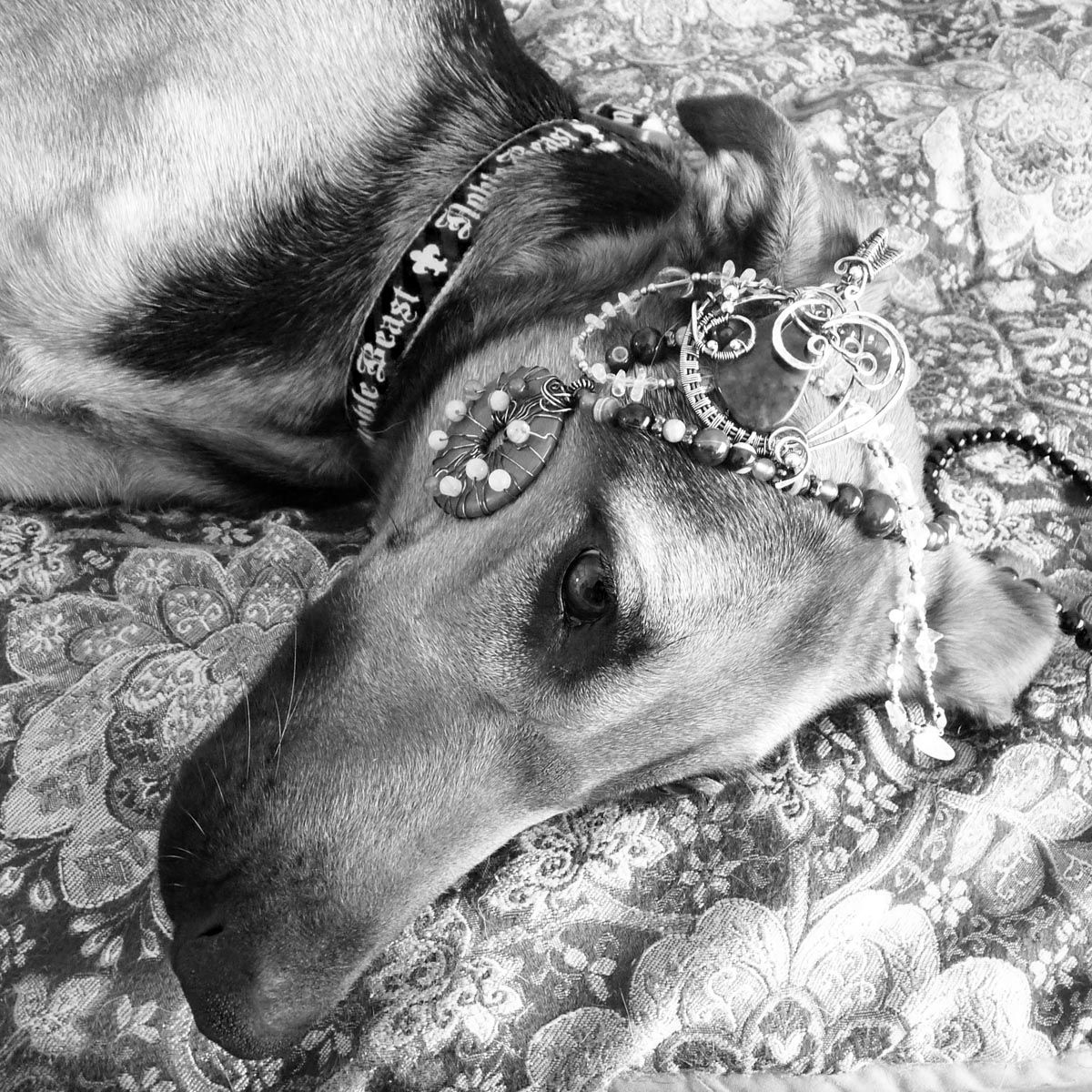 Black & White - Cell Phone Pet Photos, Part 2 : 5 Steps - Instructables