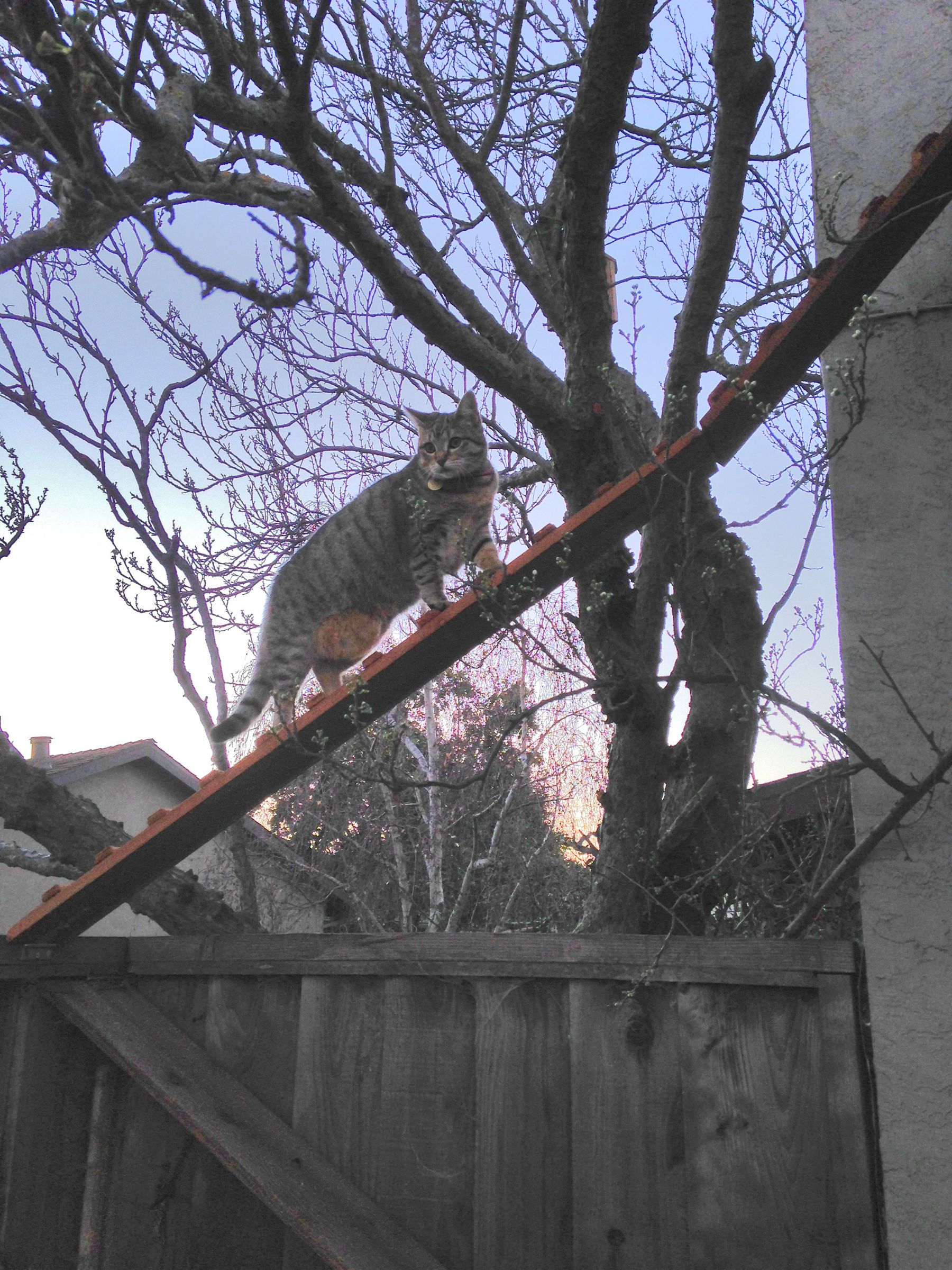 Cat Ramp Ladder Thingy : 5 Steps (with Pictures) - Instructables