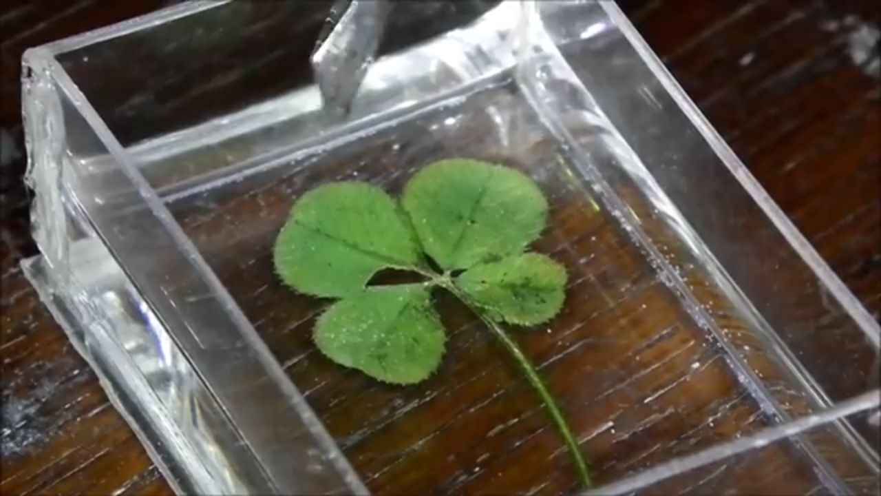 DIY Four-leaf Clover in Resin : 9 Steps (with Pictures) - Instructables