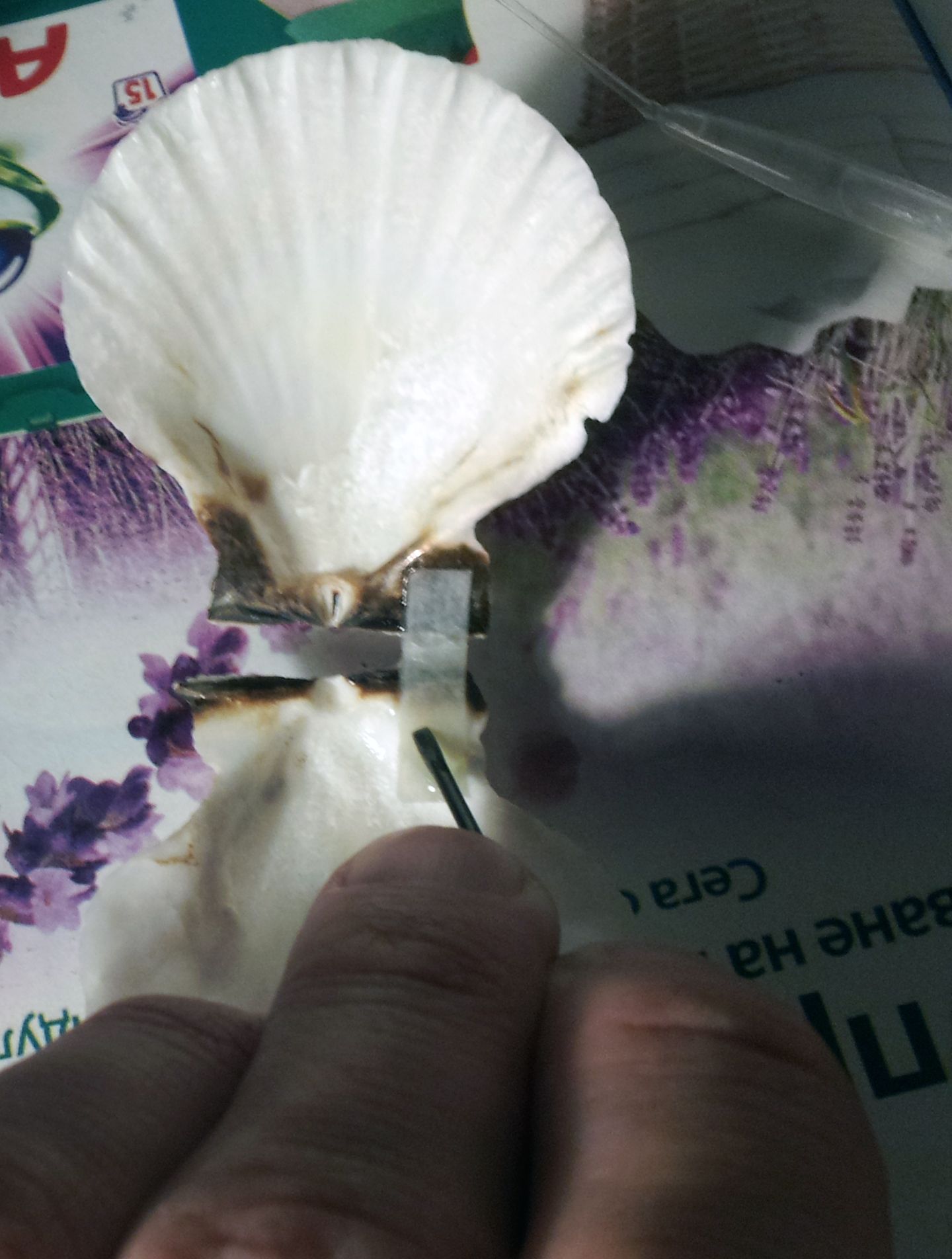 LED-illuminated Seashell Engagement Ring Box : 9 Steps (with Pictures) - Instructables