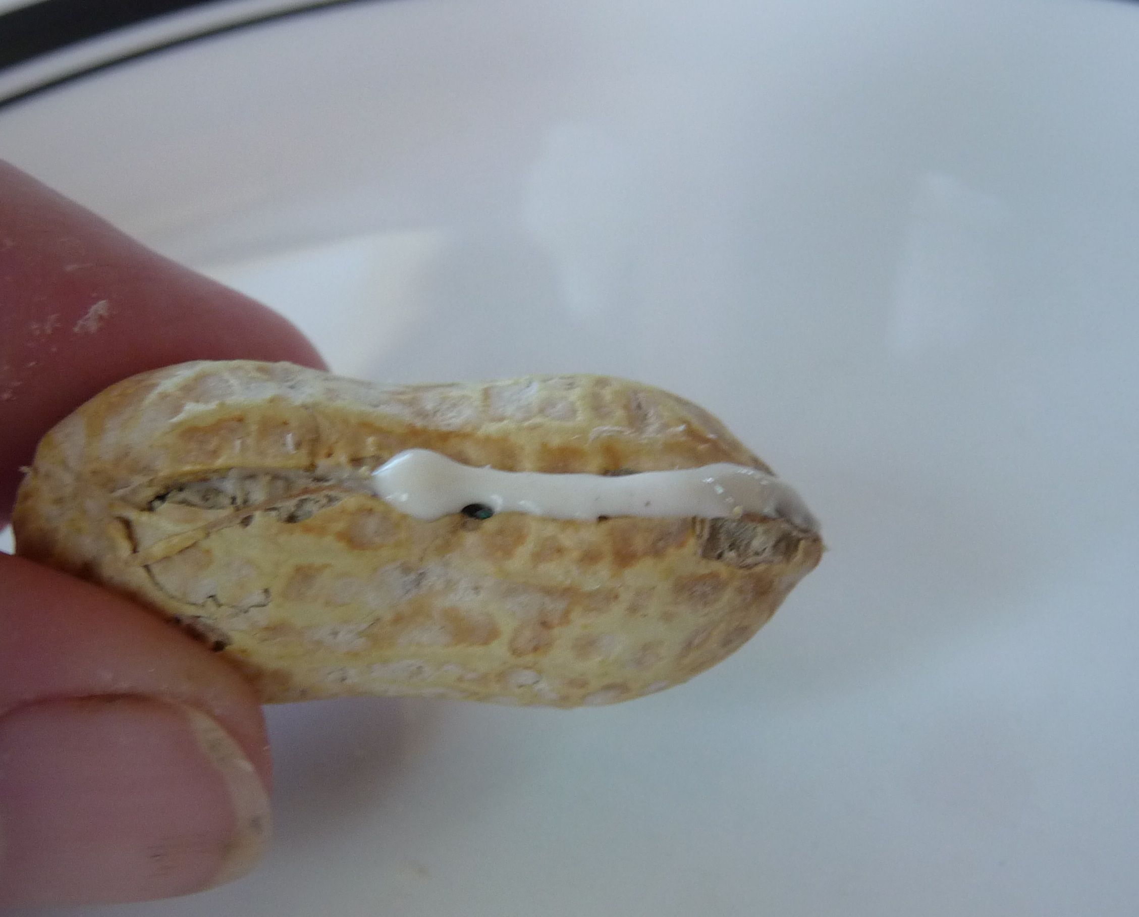 Pocket-Sized ~ the Meanest (FEAR FACTOR) Peanut Prank Ever! - Instructables