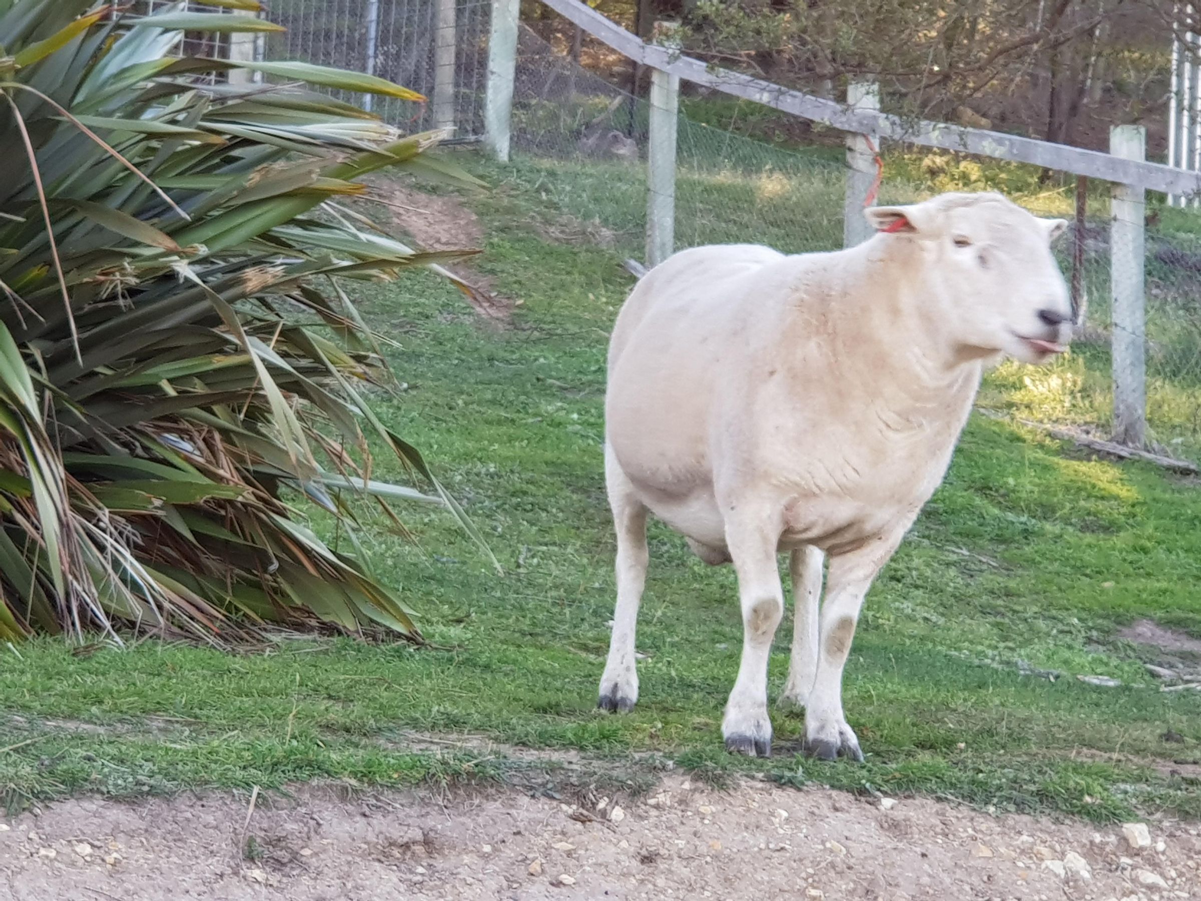 Raising Orphan Lambs : 4 Steps (with Pictures) - Instructables