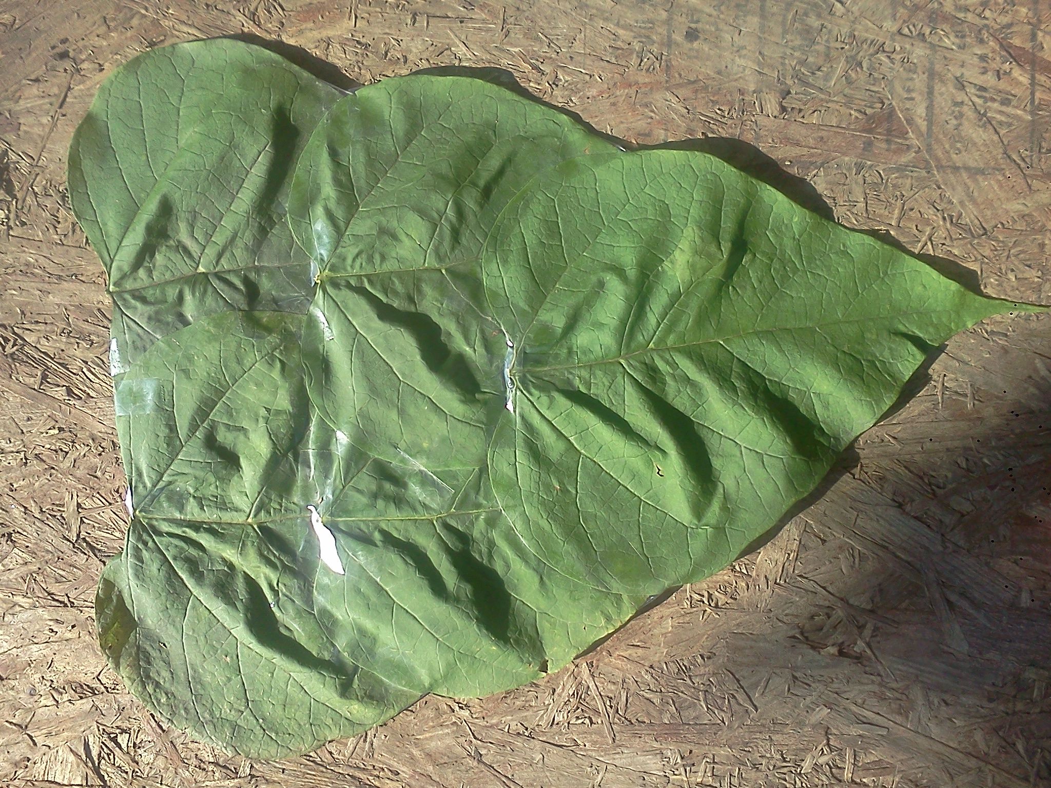 Leaf Kite : 5 Steps - Instructables