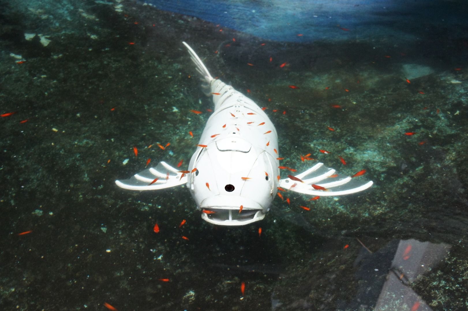 RoboFish Made From Pvc Water Pipe : 10 Steps (with Pictures ...