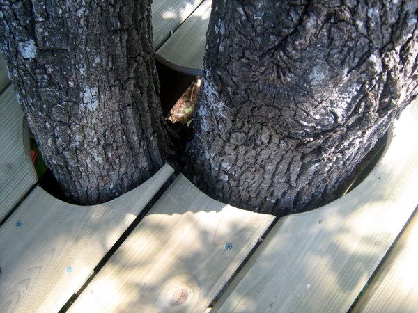 How to Build a Treehouse : 17 Steps (with Pictures) - Instructables