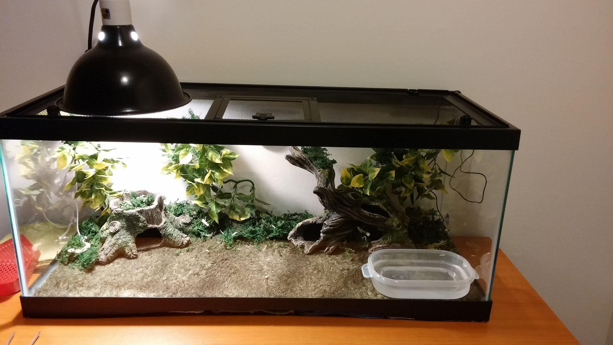 How to Set Up a Reptile Terrarium : 8 Steps (with Pictures) - Instructables