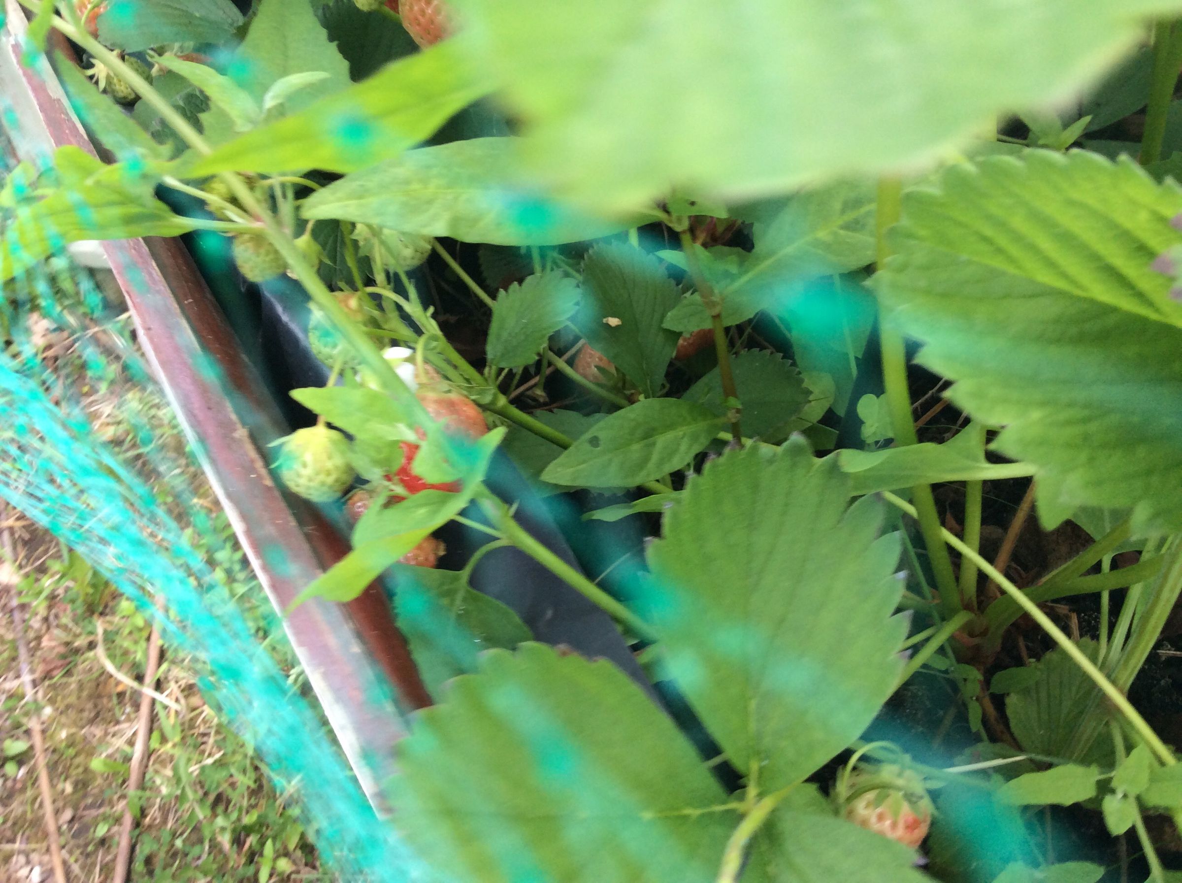 Raised Bed Electric Slug Fence : 3 Steps (with Pictures) - Instructables