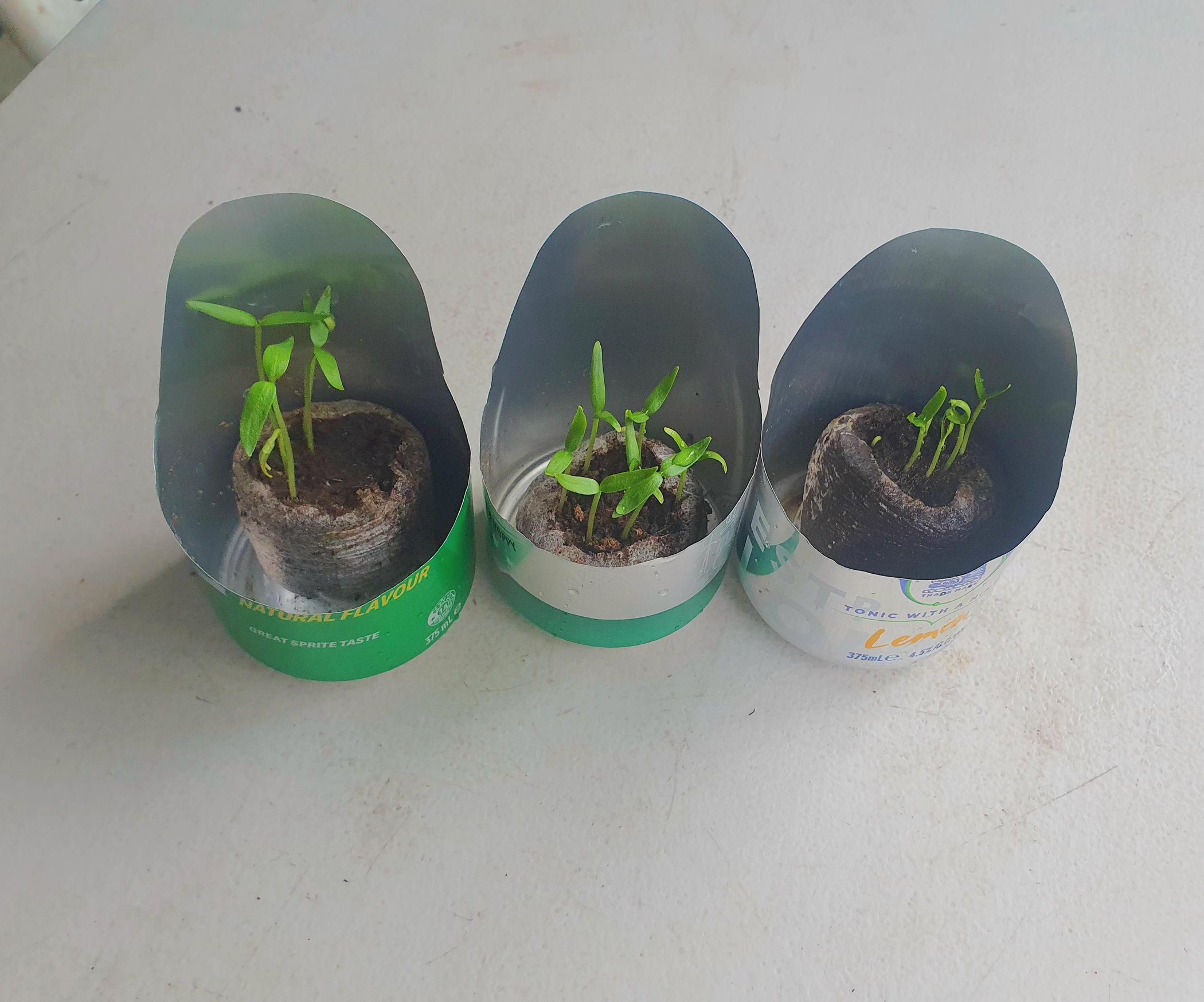 Growing Seedlings : 7 Steps - Instructables