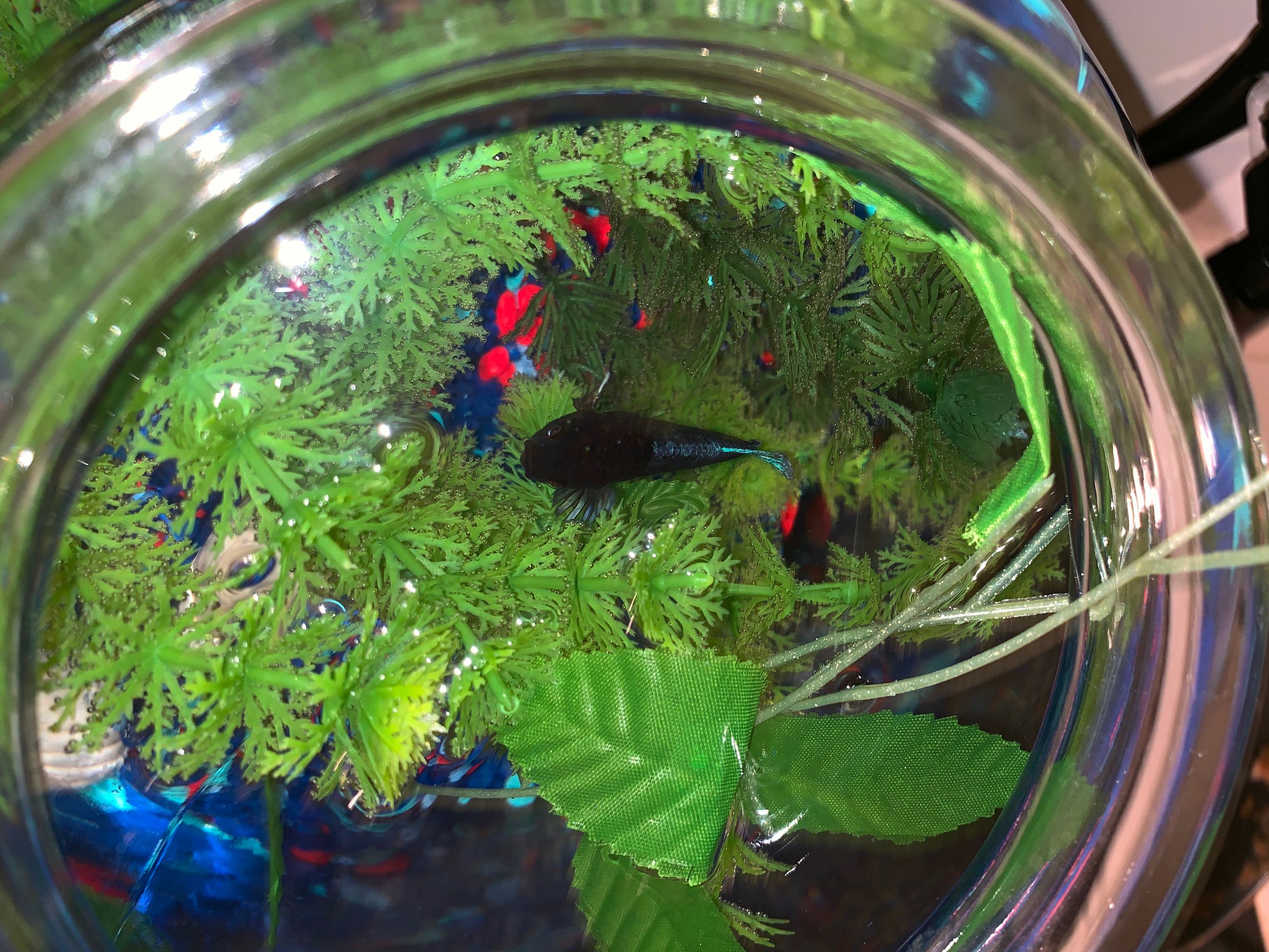 Begginer Fish Tank : 10 Steps - Instructables