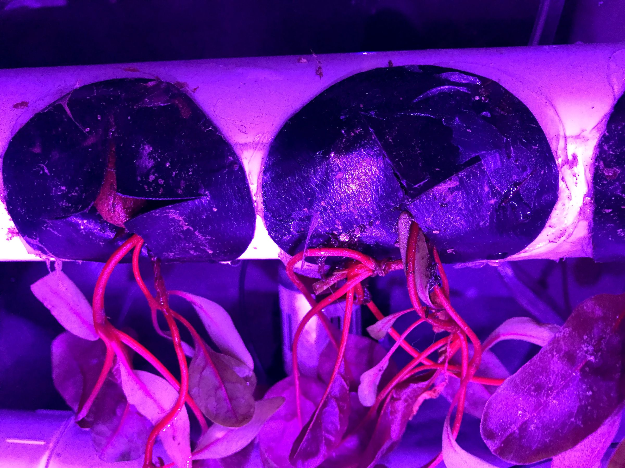 Hydroponic Grow Box : 6 Steps (with Pictures) - Instructables