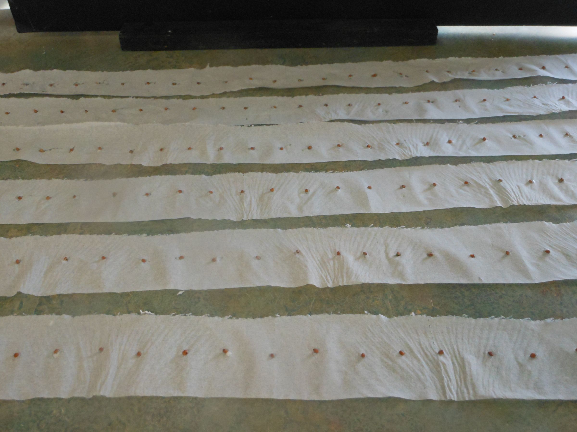 How to Evenly Space Your Small Garden Seeds : 8 Steps - Instructables