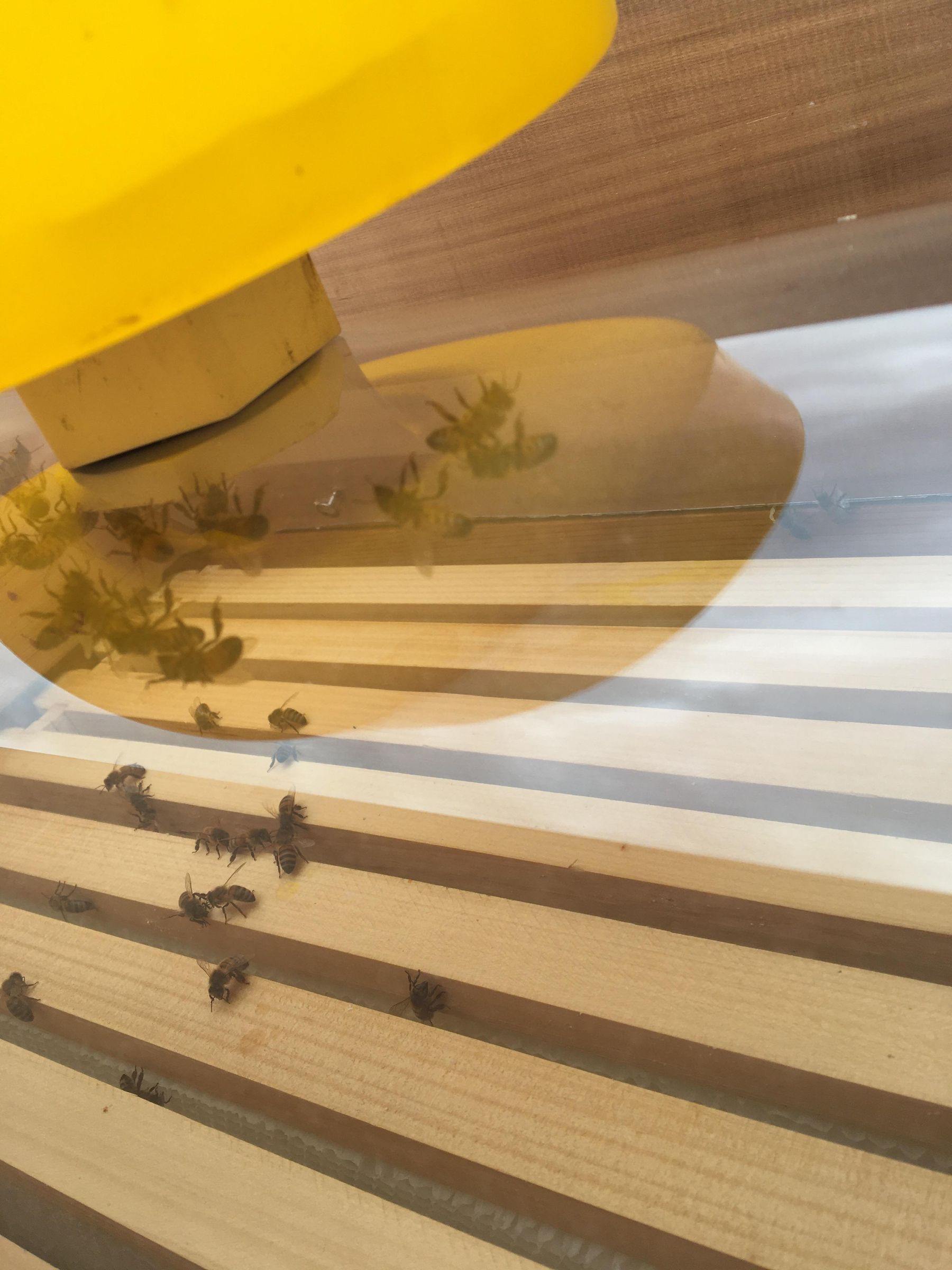 DIY HONEY BEE HIVE OBSERVATION DOME WITH IN HIVE FEEDER : 5 Steps (with ...