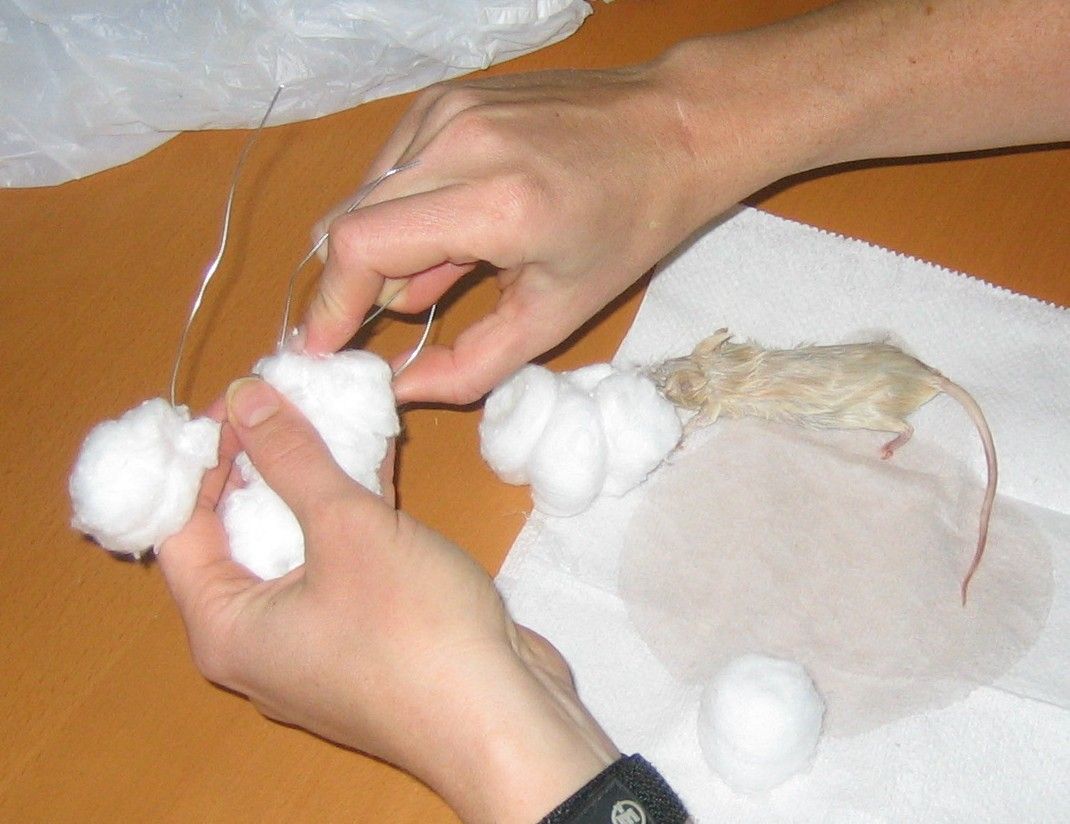 Conjoined Twin Mice : 4 Steps (with Pictures) - Instructables