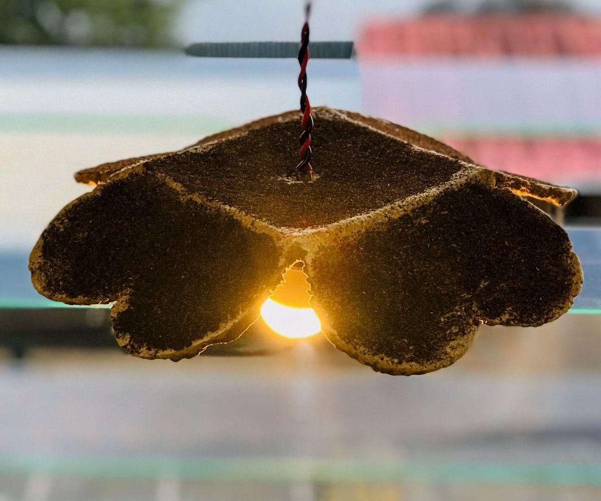 Bio-degradable Luminaire. : 4 Steps - Instructables
