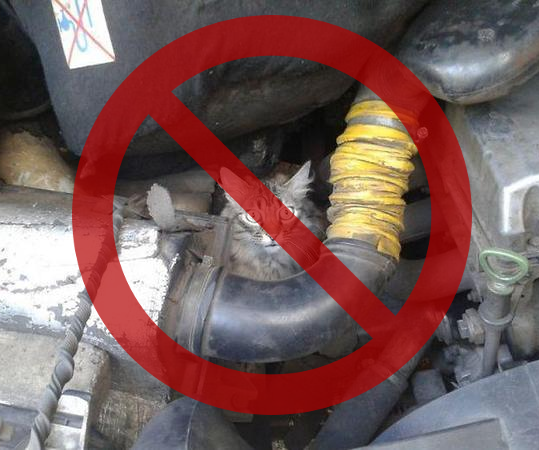 Get Rid of a Pesky Cat From Your Car's Engine Compartment : 4 Steps ...