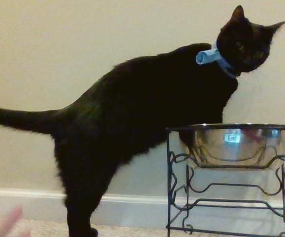 What You Should Do If Your Cat Is a Grumpy Teenager. : 4 Steps ...