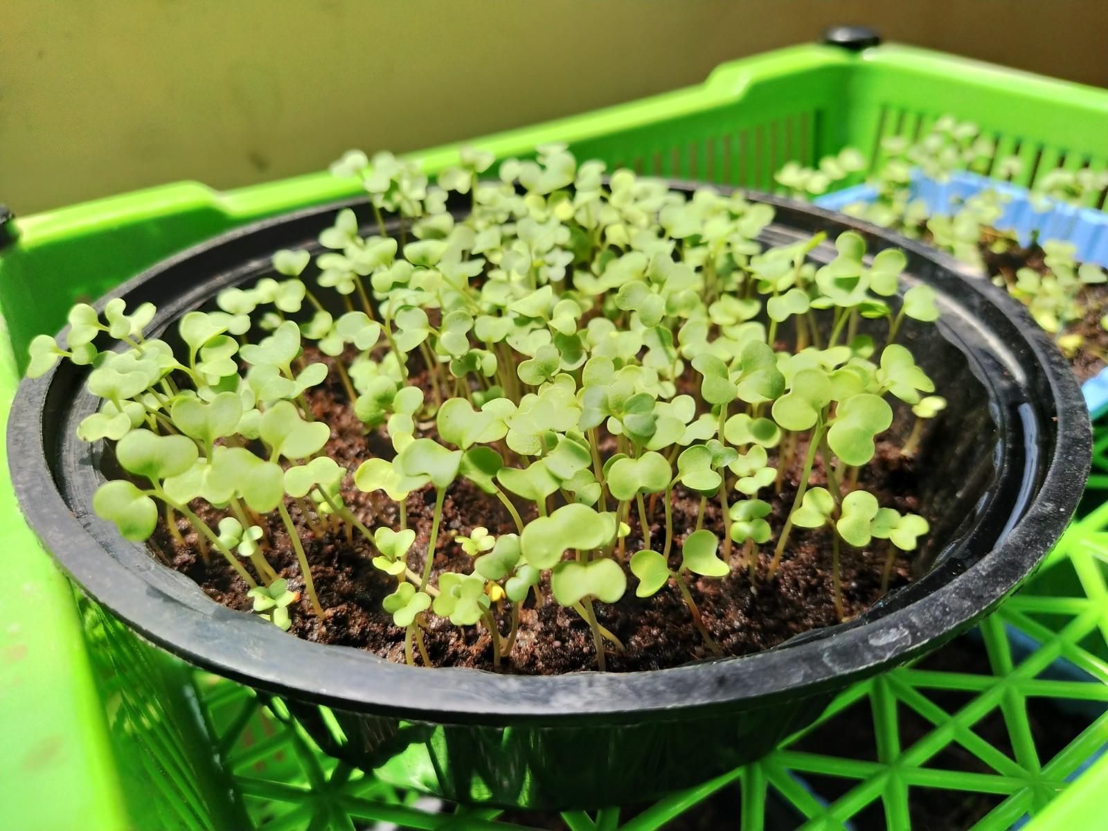 Basic Guide to Grow Micro 'green' : 14 Steps (with Pictures ...