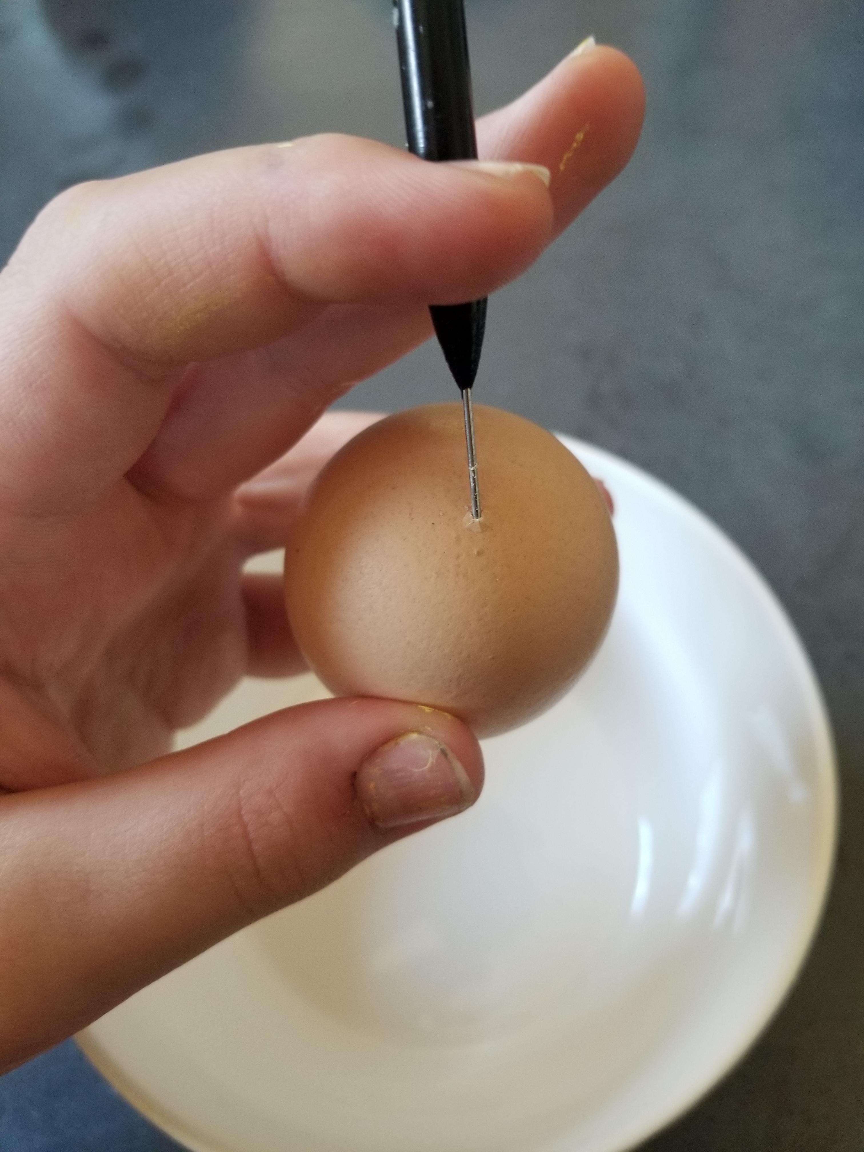 How to Get Rid of Chicken and Predators Stealing Your Eggs! : 6 Steps ...