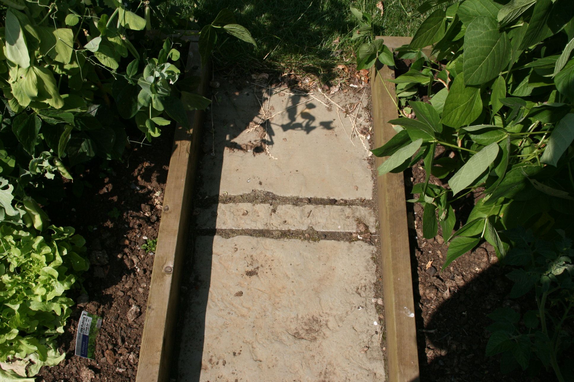 Vegetable Patch : 6 Steps (with Pictures) - Instructables