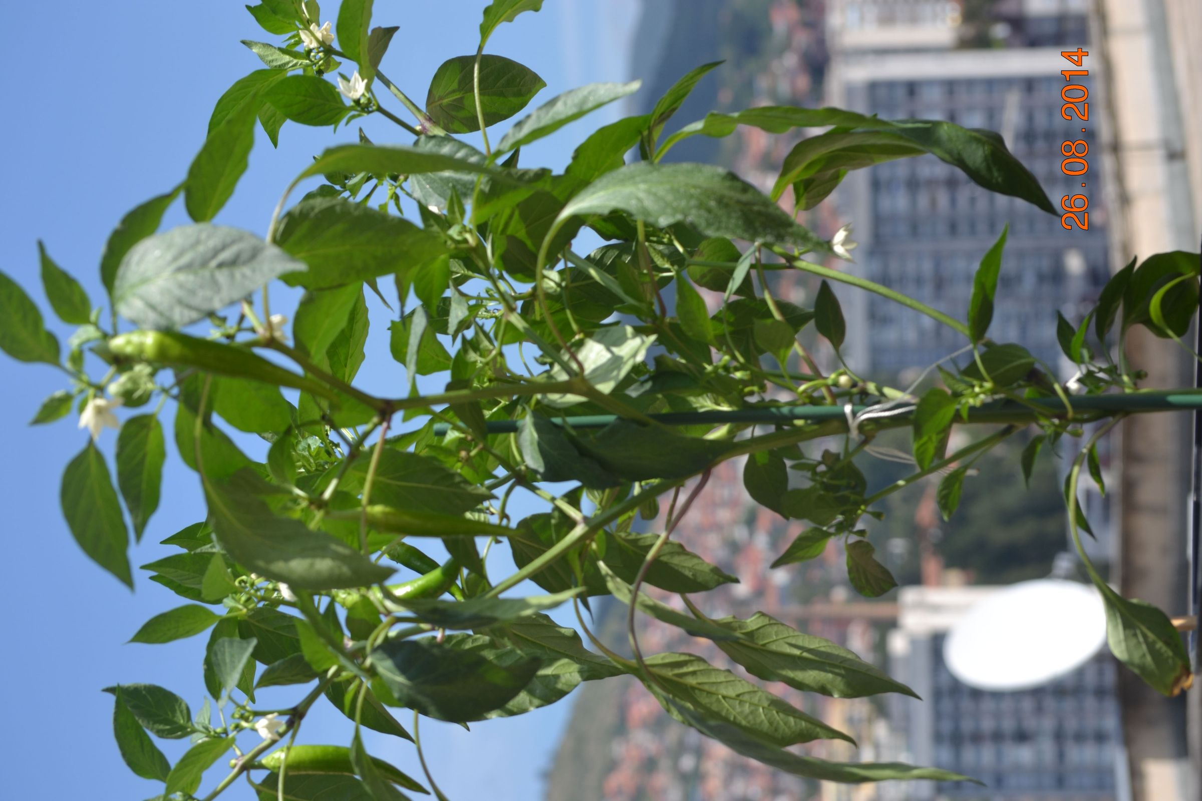 How to Start Chilli Seeds : 5 Steps - Instructables