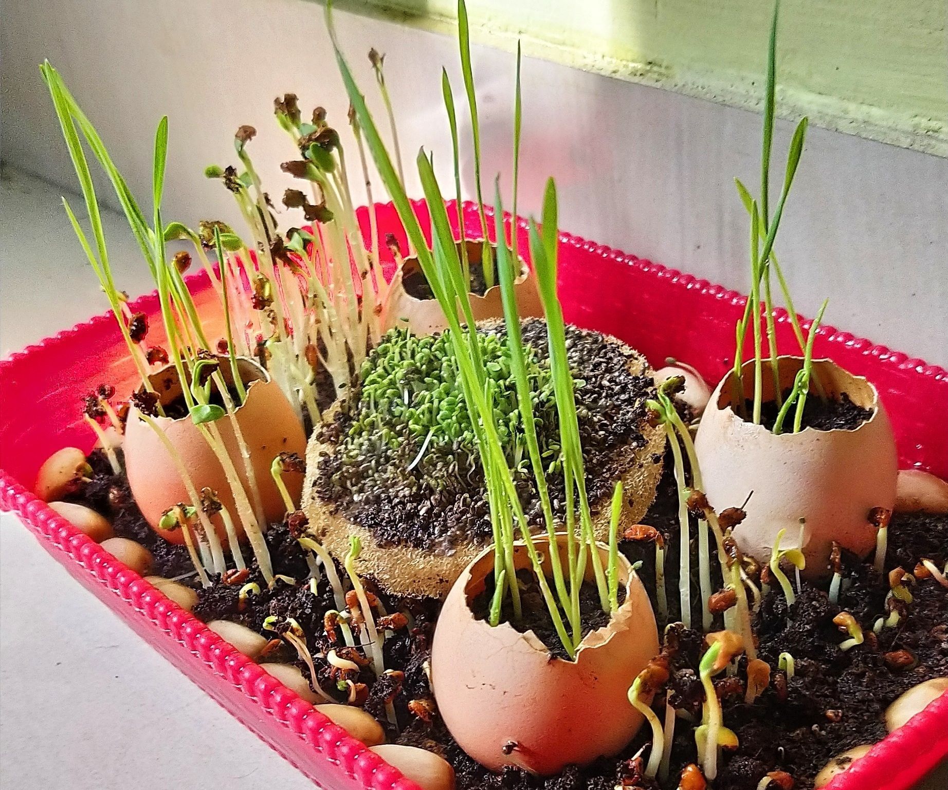 Micro Greens - Perfect for Indoors : 22 Steps (with Pictures ...