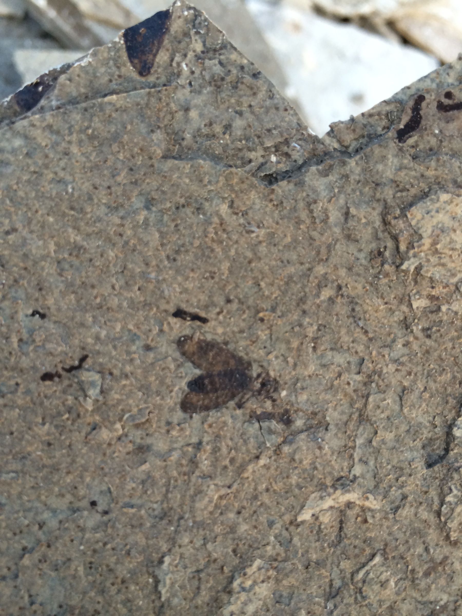 Split Limestone to Find Fossils!! : 4 Steps (with Pictures) - Instructables