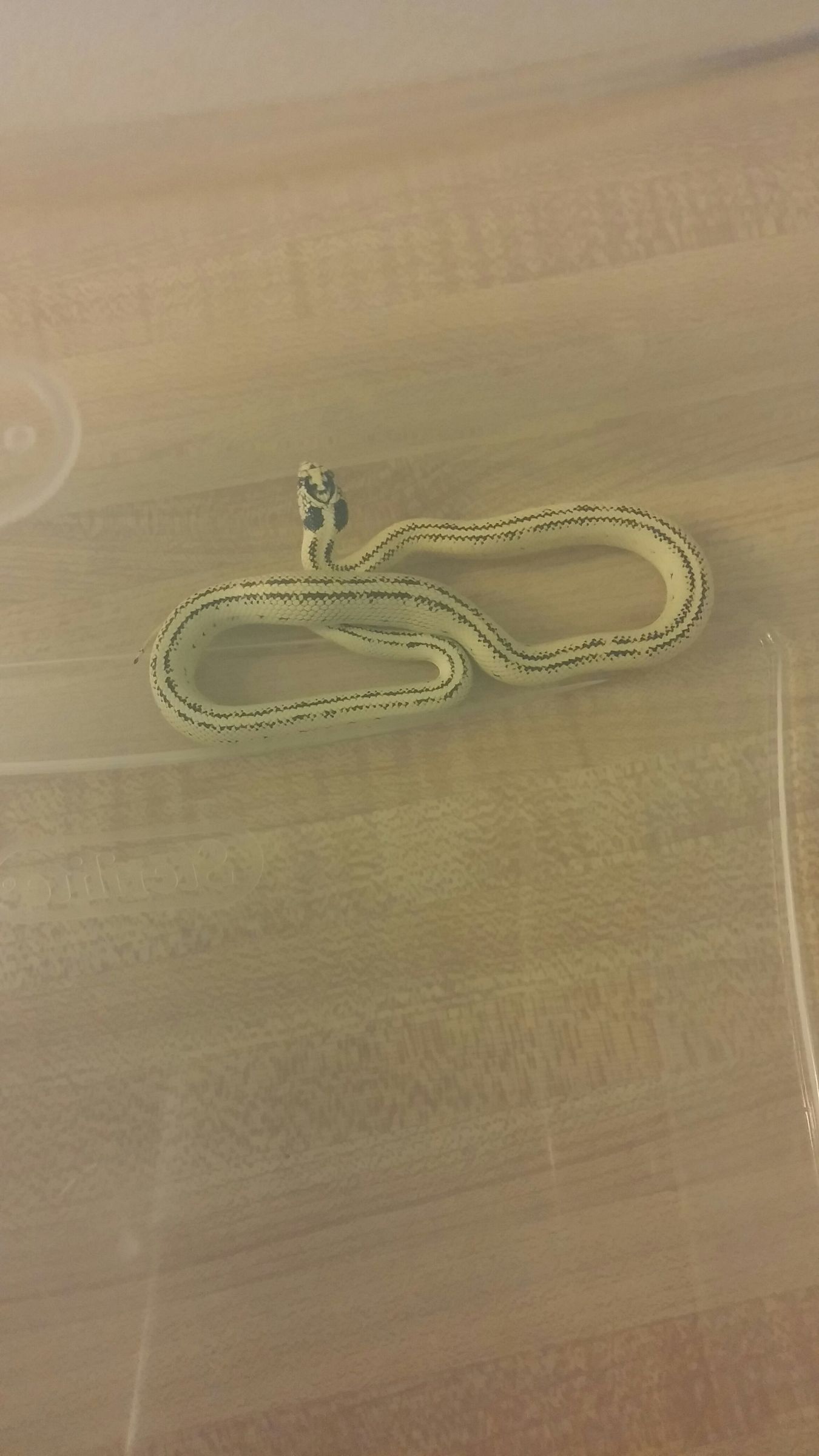 How to Set Up a Reptile Terrarium : 8 Steps (with Pictures) - Instructables