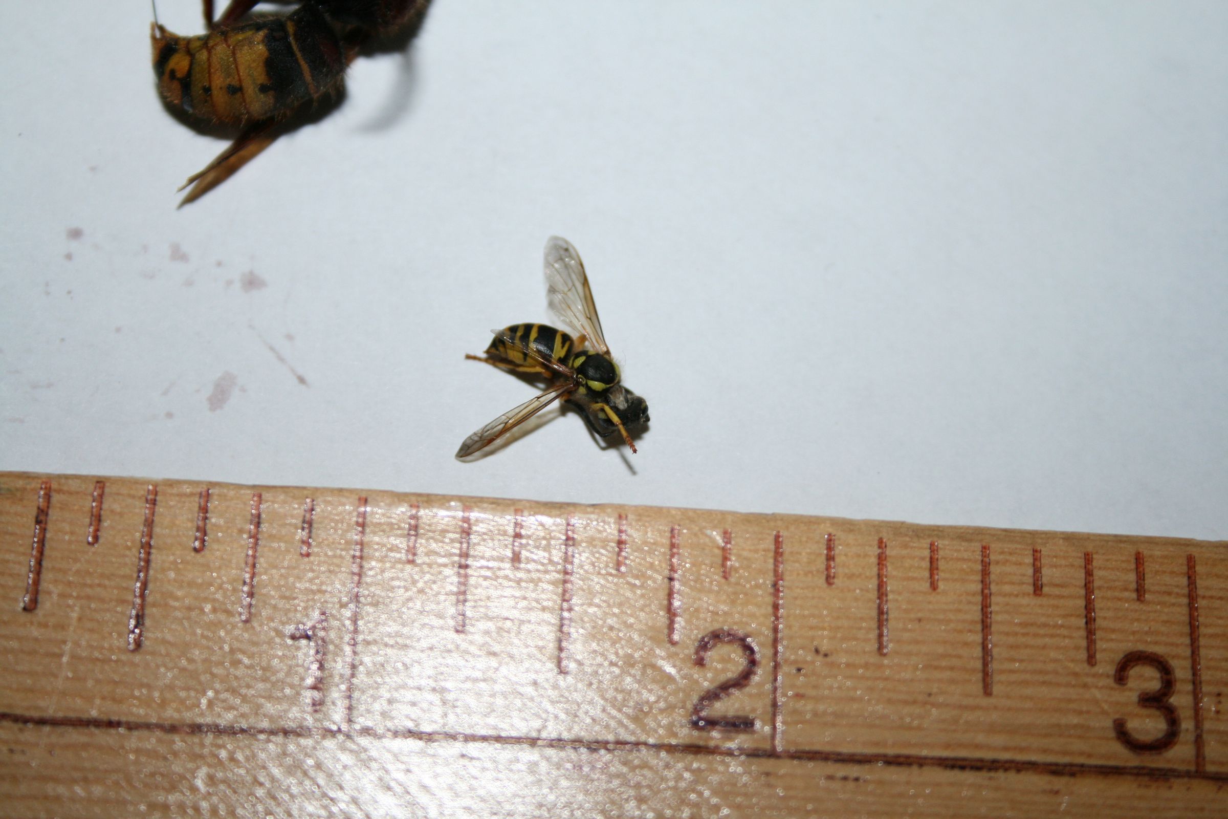 DIY Yellow Jacket Bottle Trap : 8 Steps (with Pictures) - Instructables