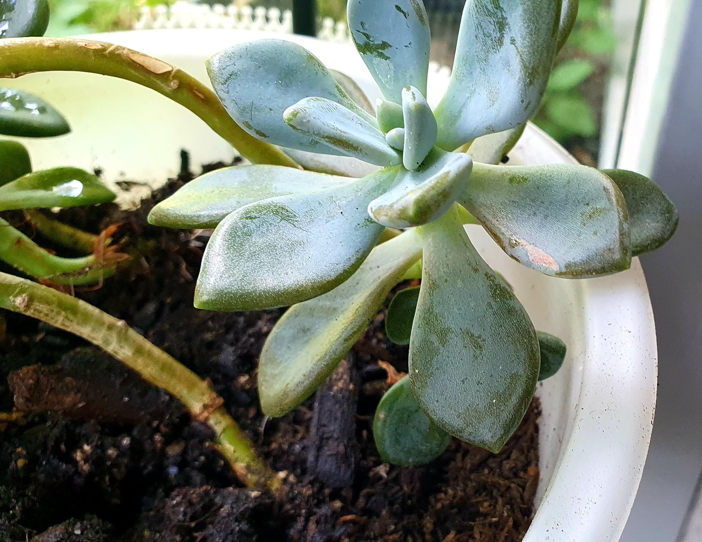 Growing Succulents : 4 Steps - Instructables