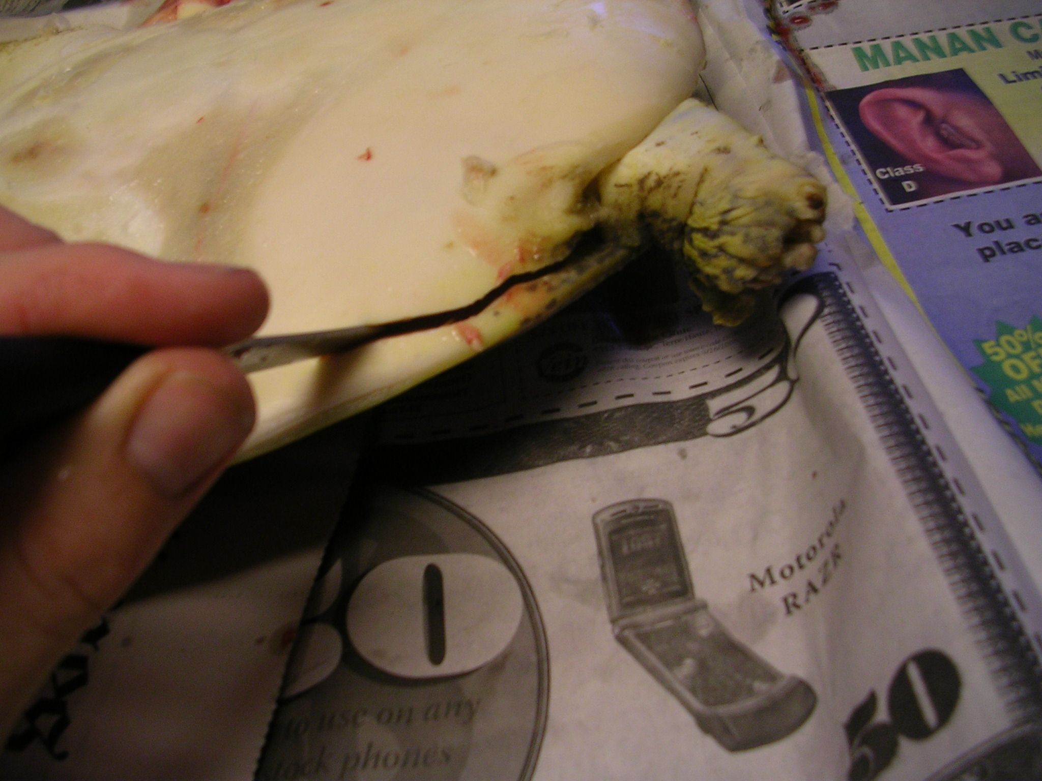 How to Clean a Turtle : 4 Steps - Instructables
