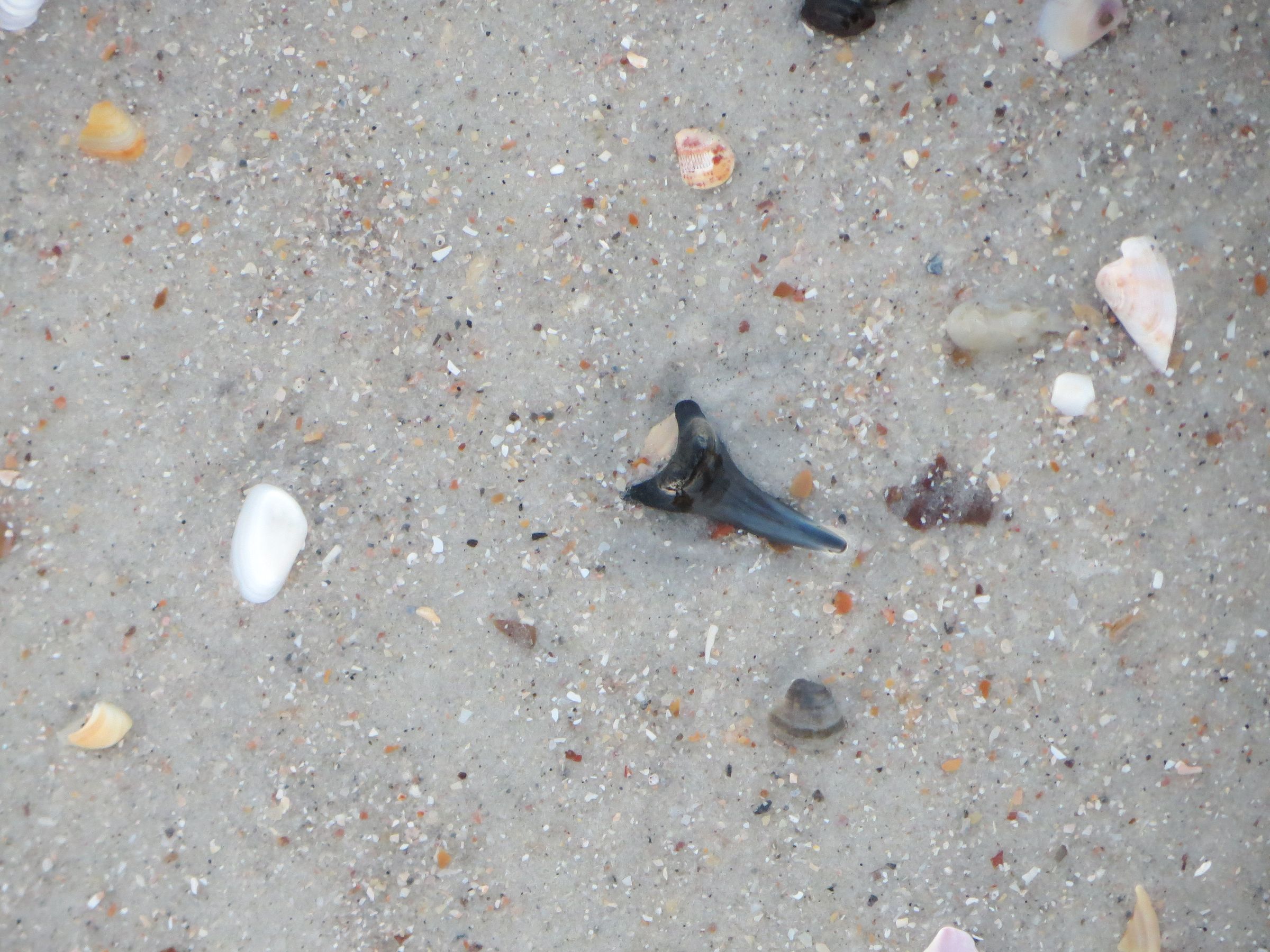 How to Find Shark Teeth : 10 Steps (with Pictures) - Instructables