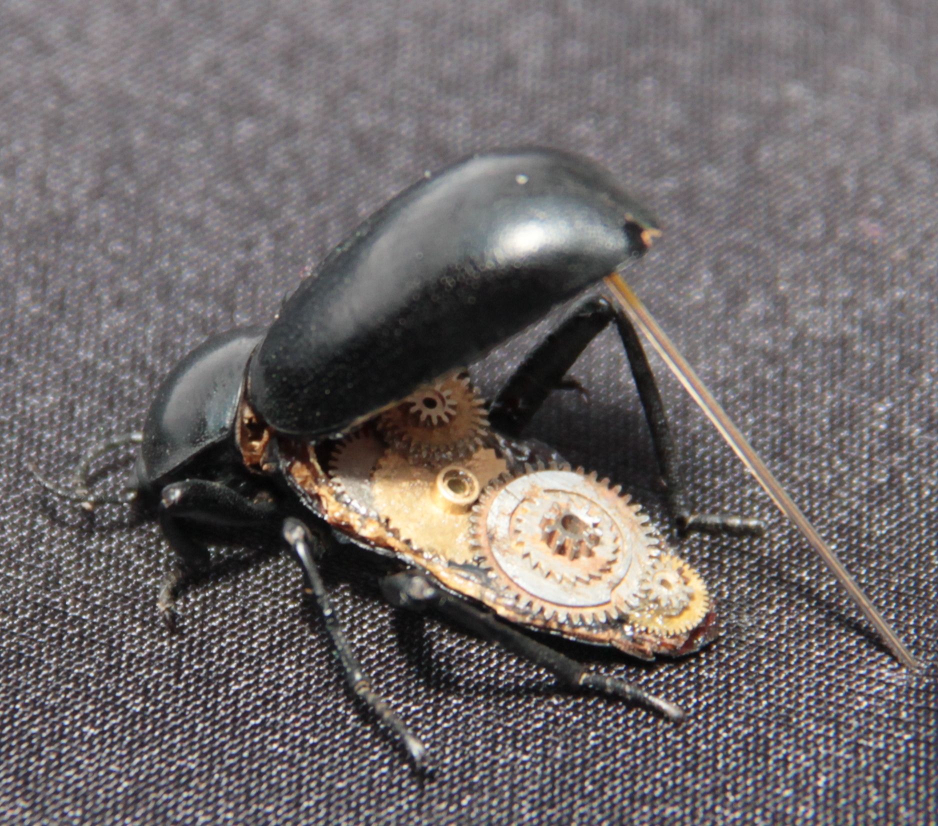Clockwork Beetle : 6 Steps (with Pictures) - Instructables