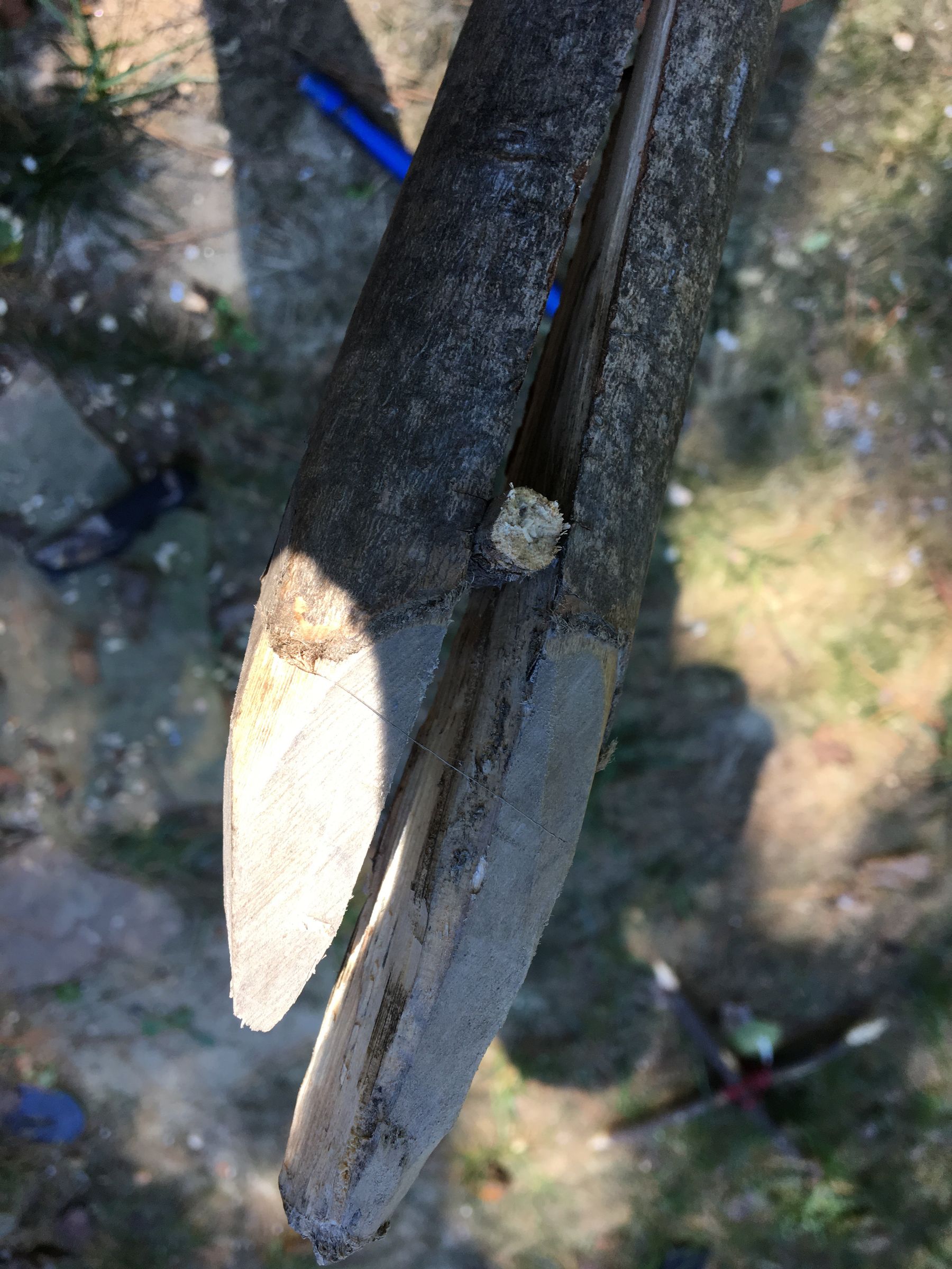 Frog Gig : 5 Steps (with Pictures) - Instructables