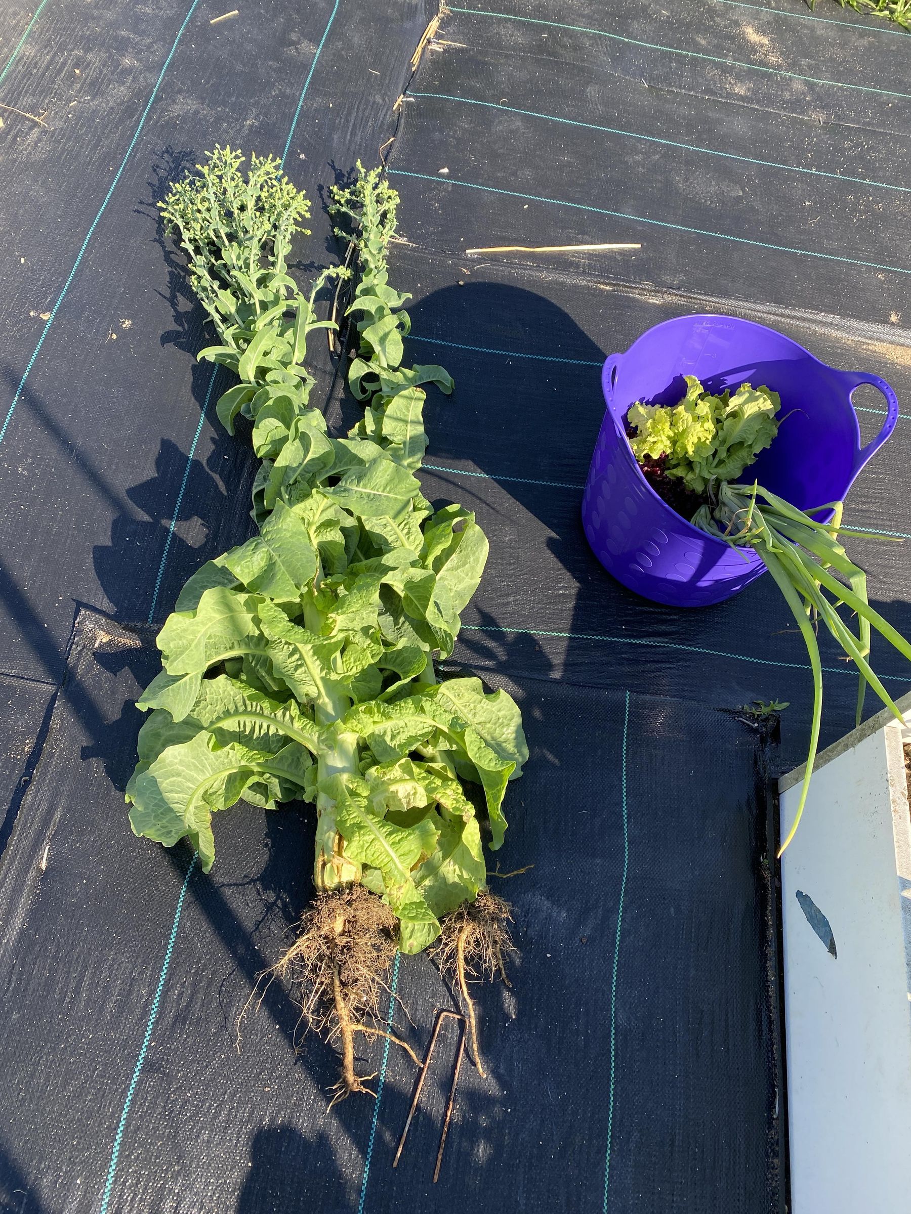 Celtuce Salad : 4 Steps (with Pictures) - Instructables