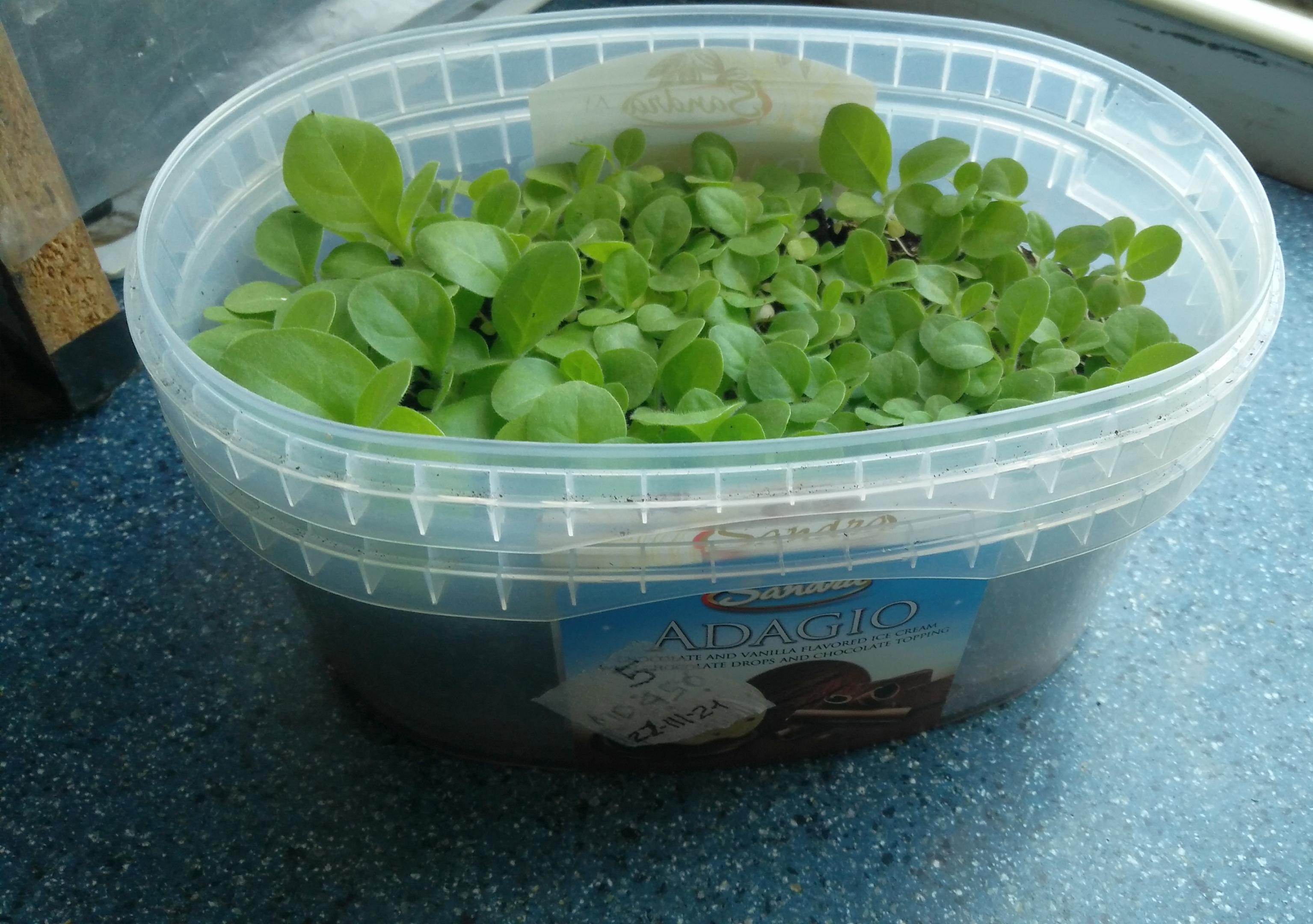 🌼 DIY Seedling Propagator From Recycled Plastic Container 🌼 : 12 Steps ...